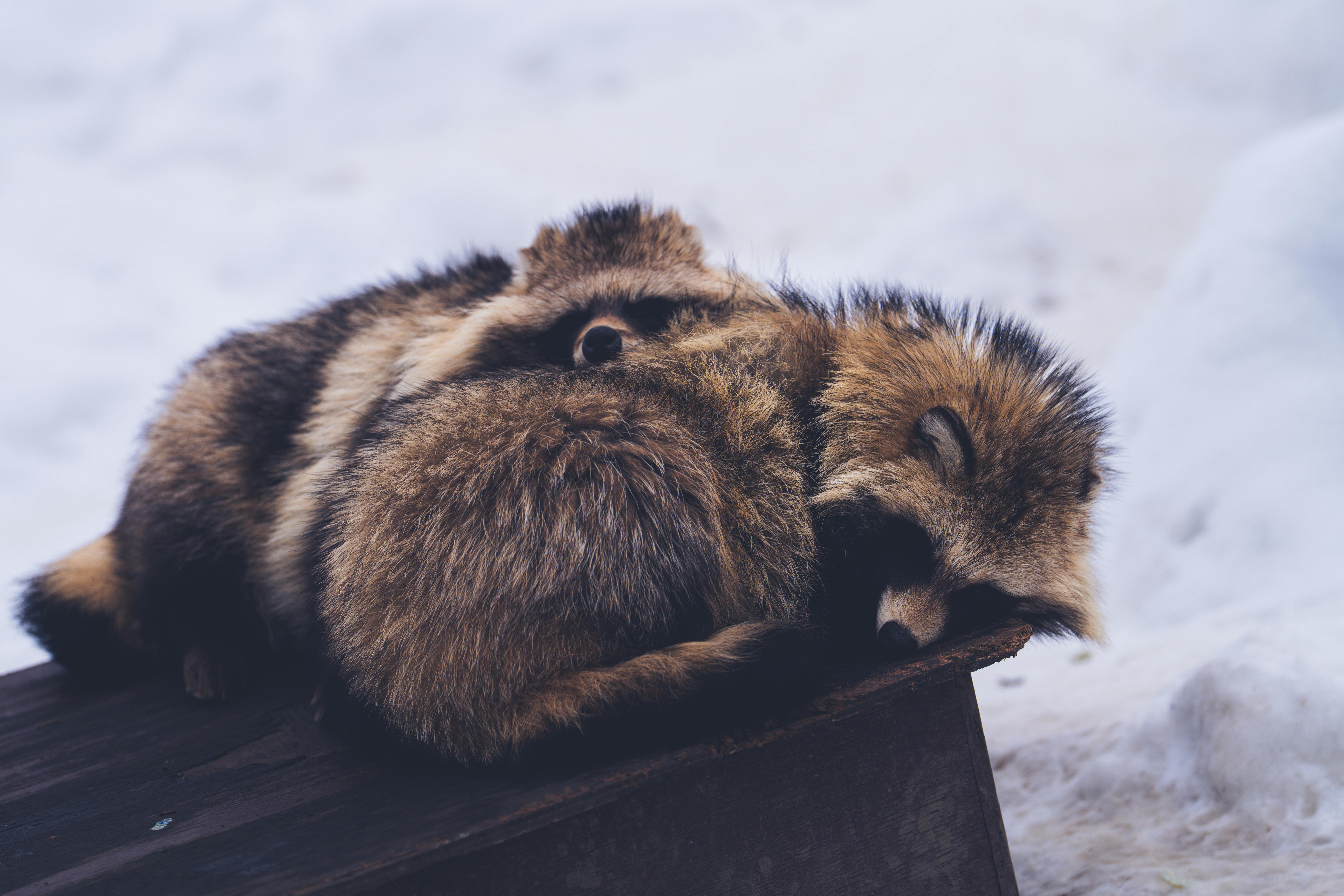 Acogedores Pandas Rojos Descansando En La Nevada Asahikawa · Foto de stock gratuita