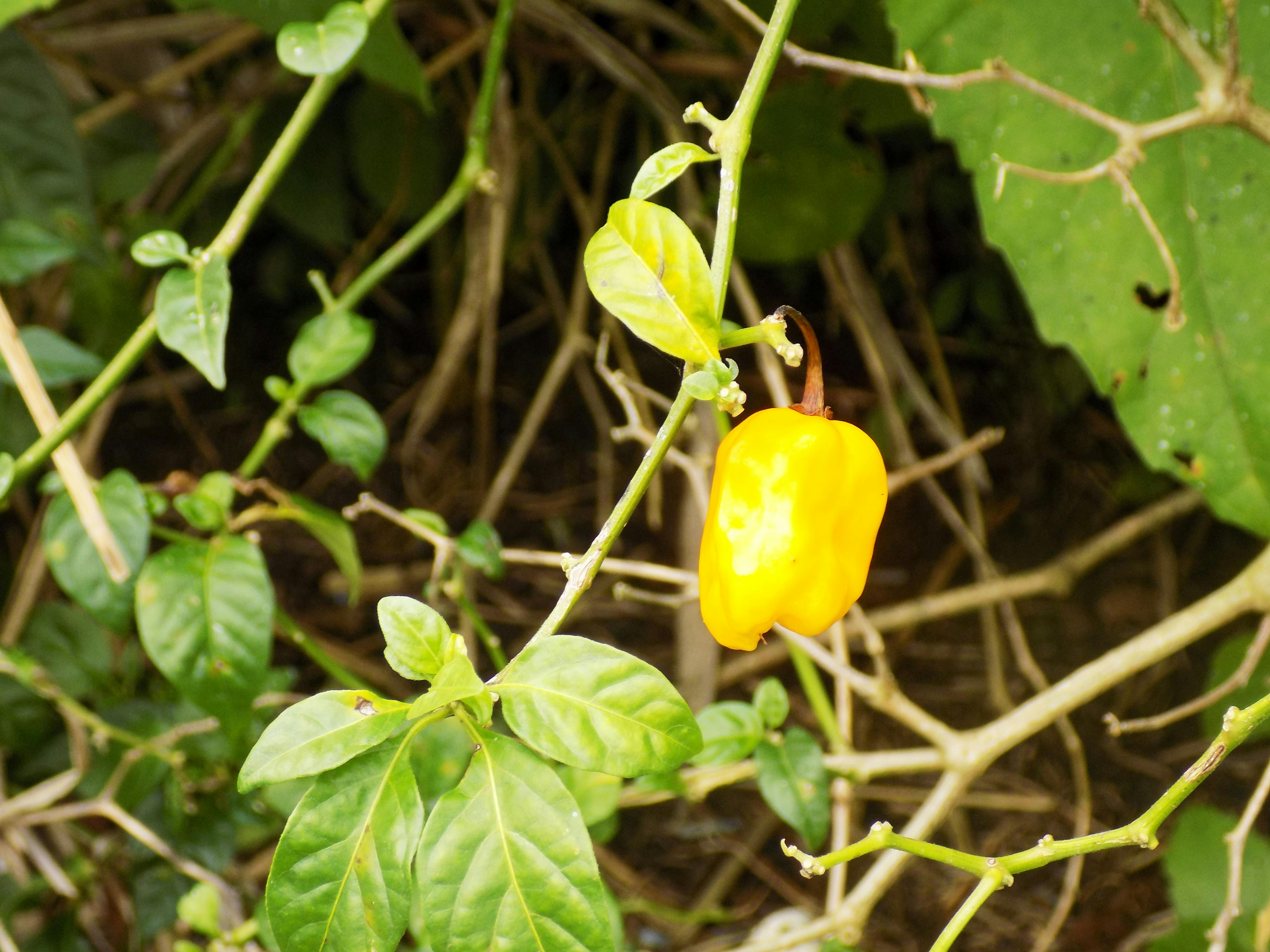 Piment du Cameroun -pepper from Cameroon-mboapictures 7 Photos & Videos ...