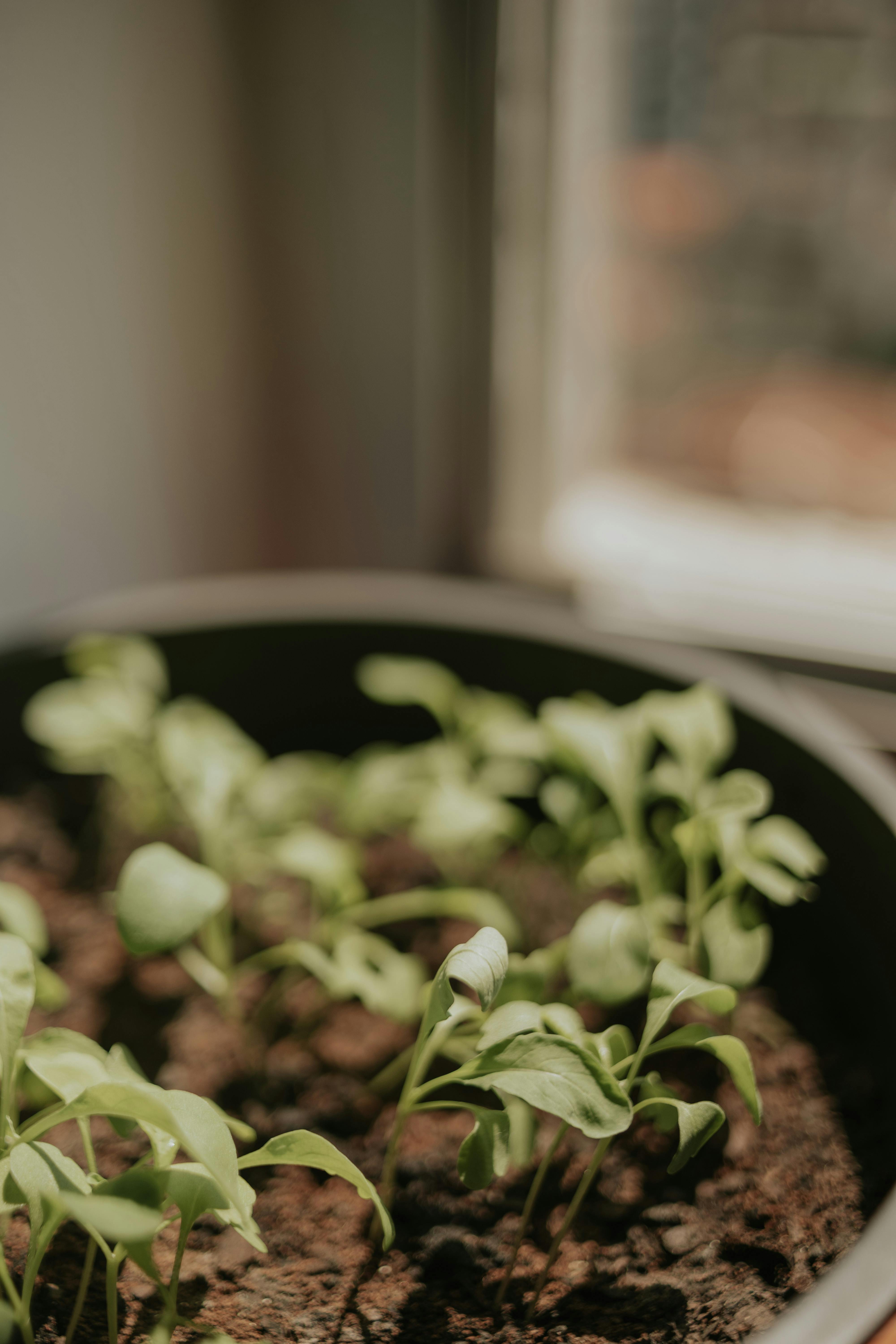 Young Seedlings in a Pot by a Window · Free Stock Photo