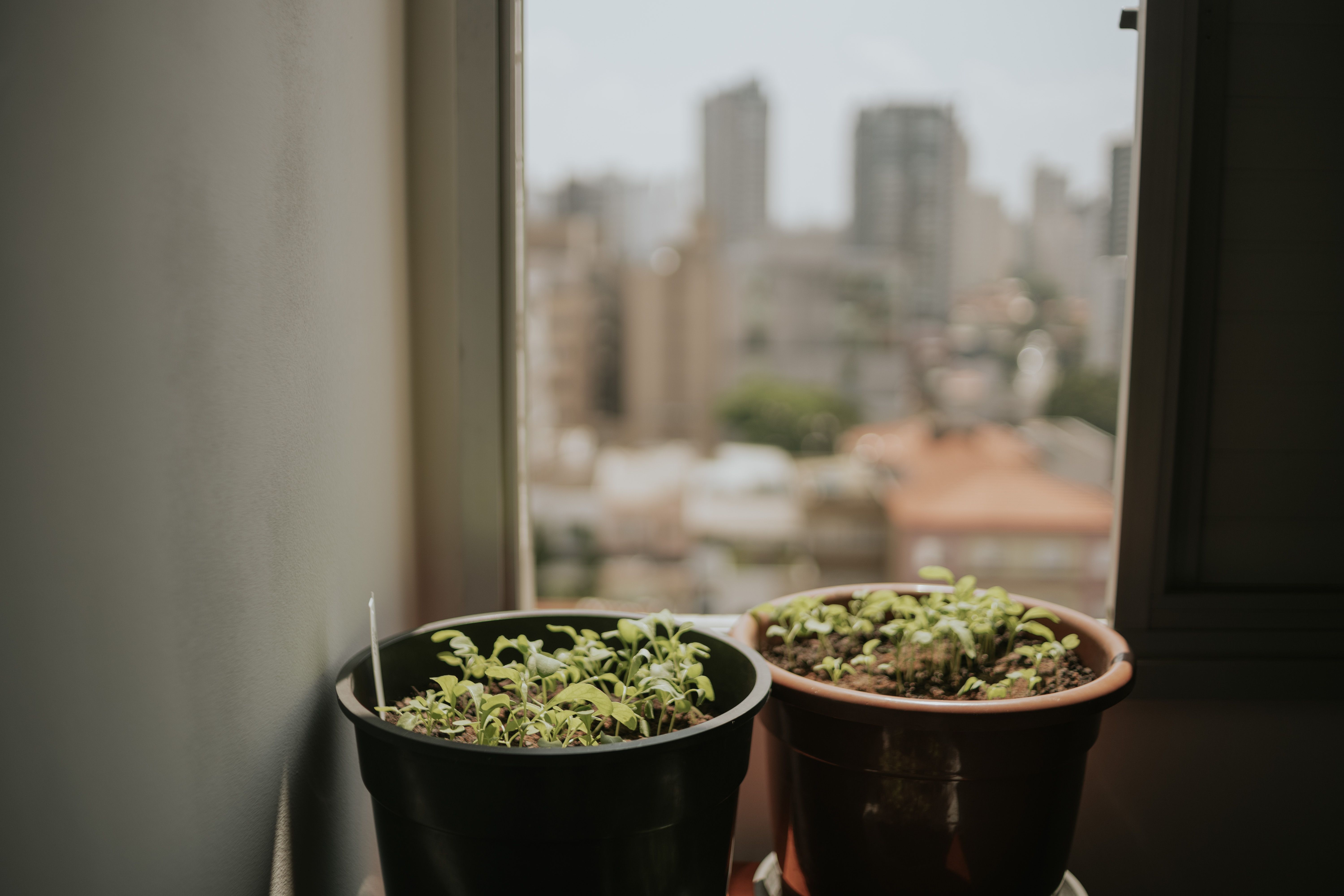Window Sill Plants with City Skyline View · Free Stock Photo