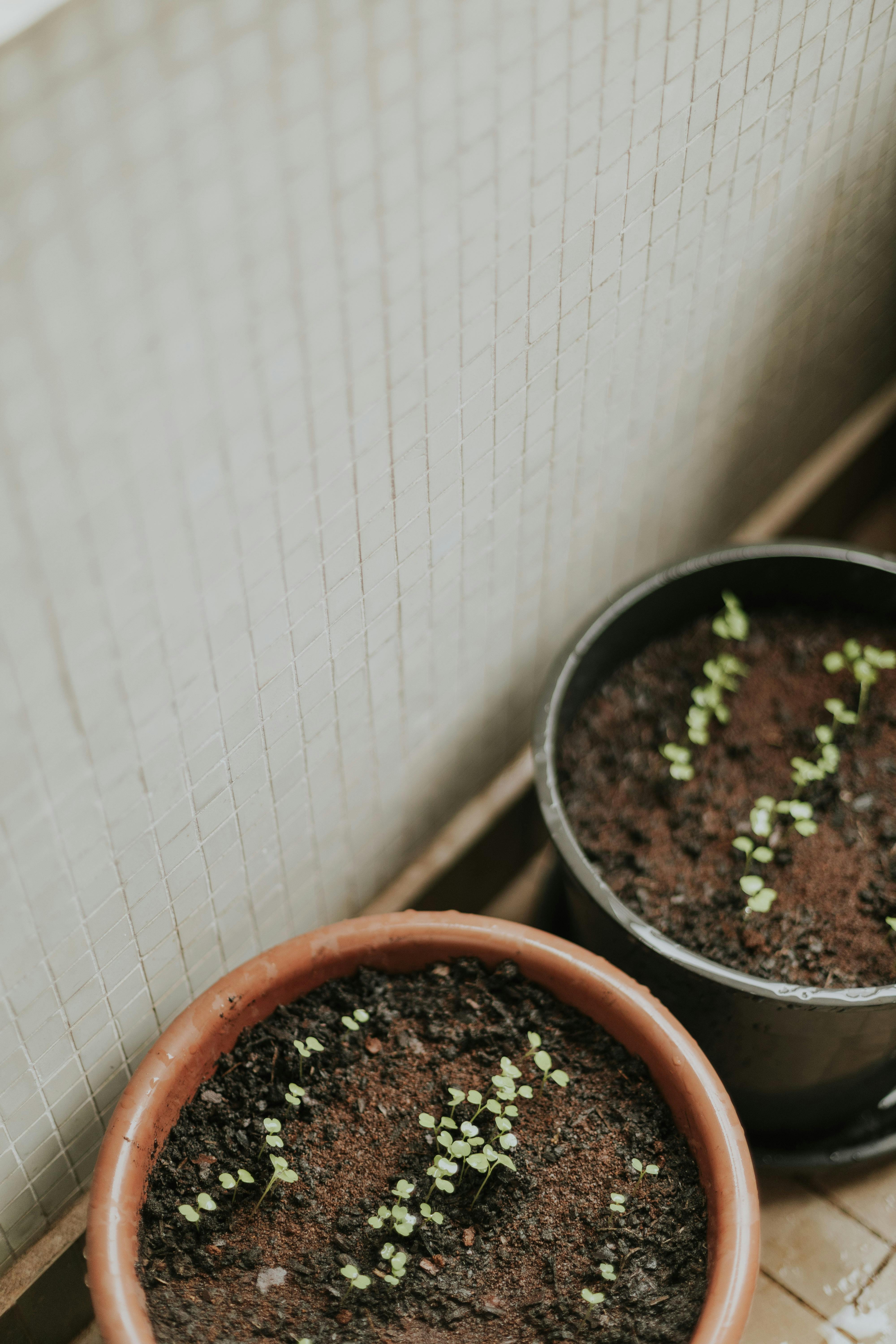 Beginning Of Growth Photos, Download The BEST Free Beginning Of Growth ...