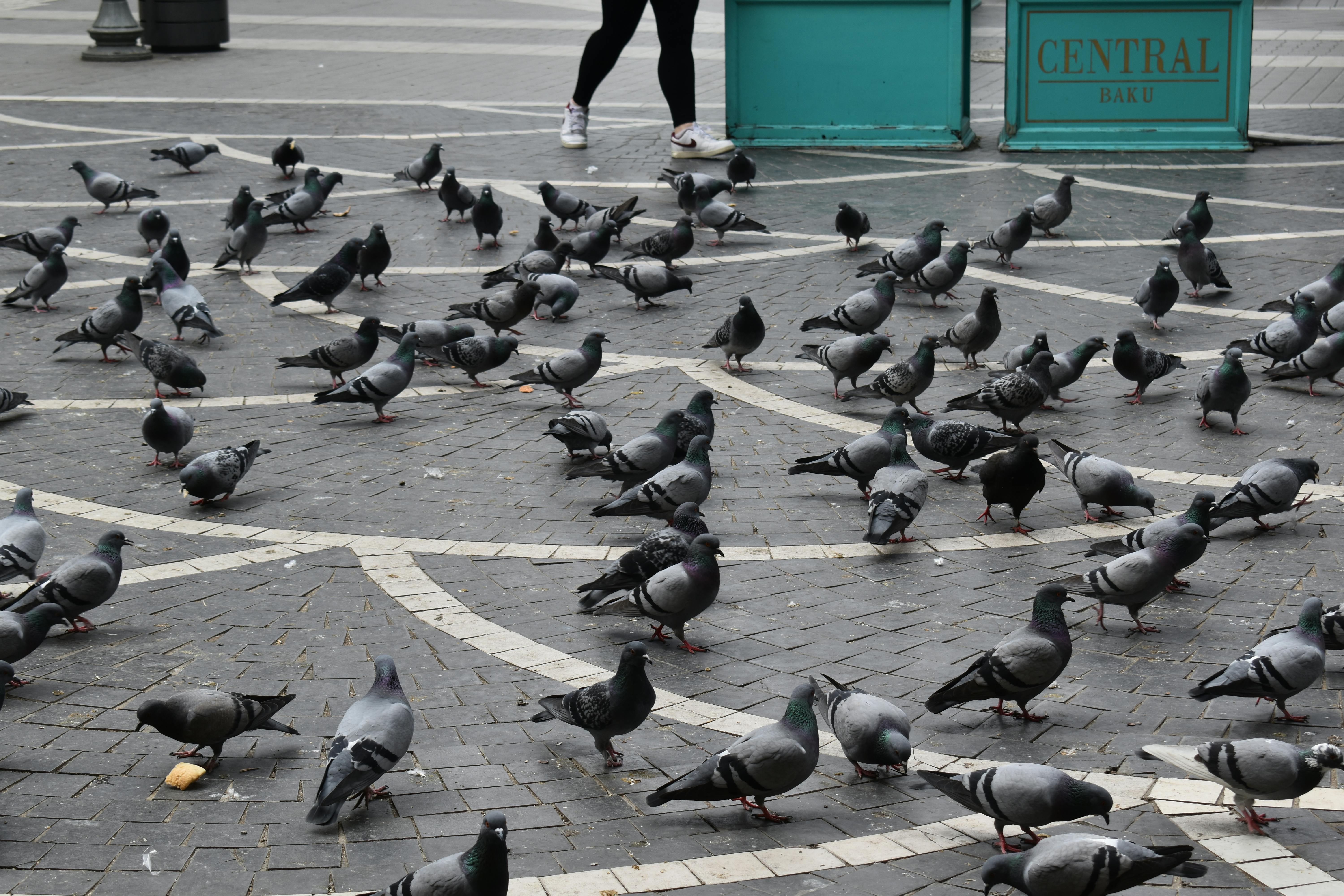 Pigeons Gathering in Baku City Square · Free Stock Photo