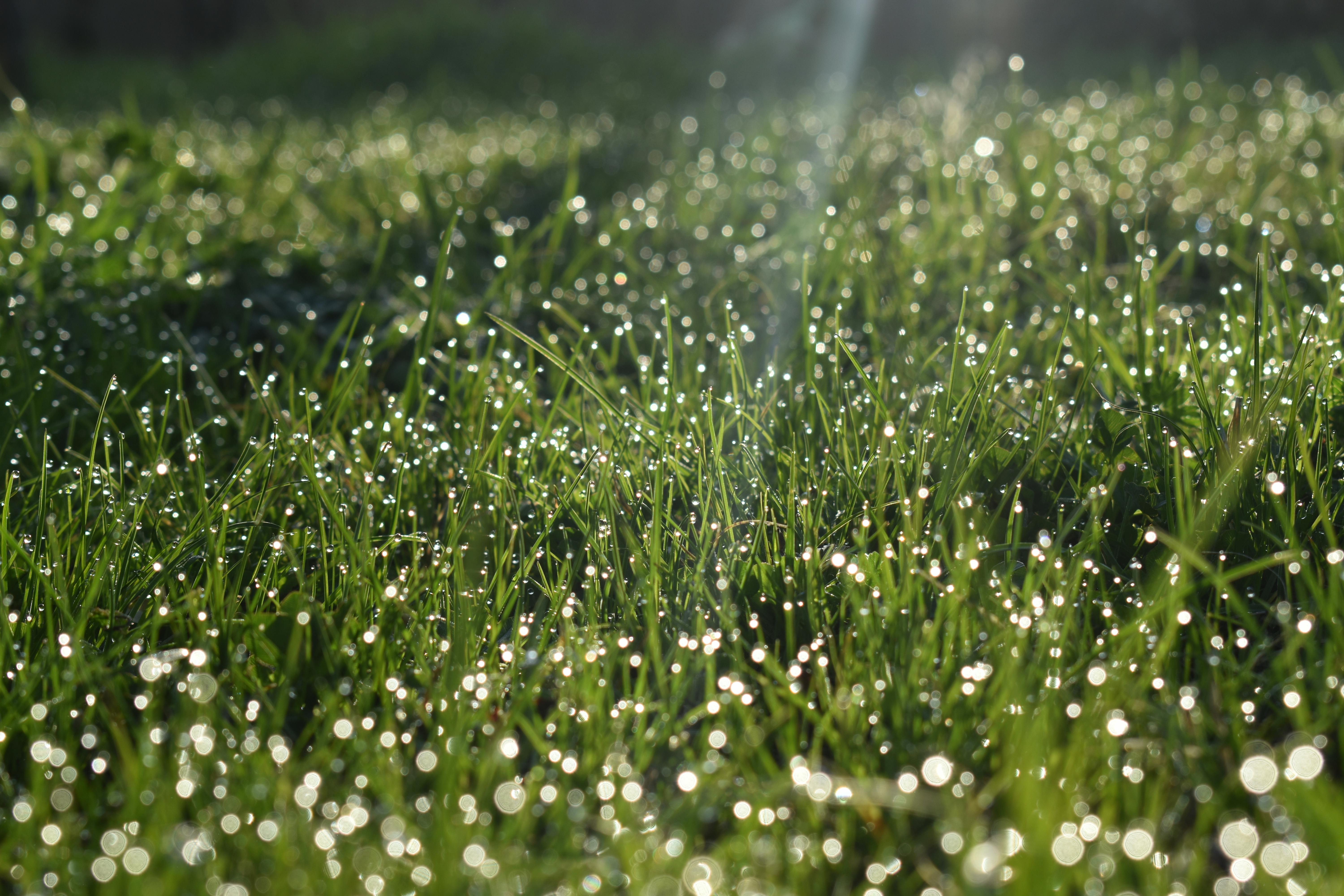Dew-Covered Grass in Morning Sunlight · Free Stock Photo