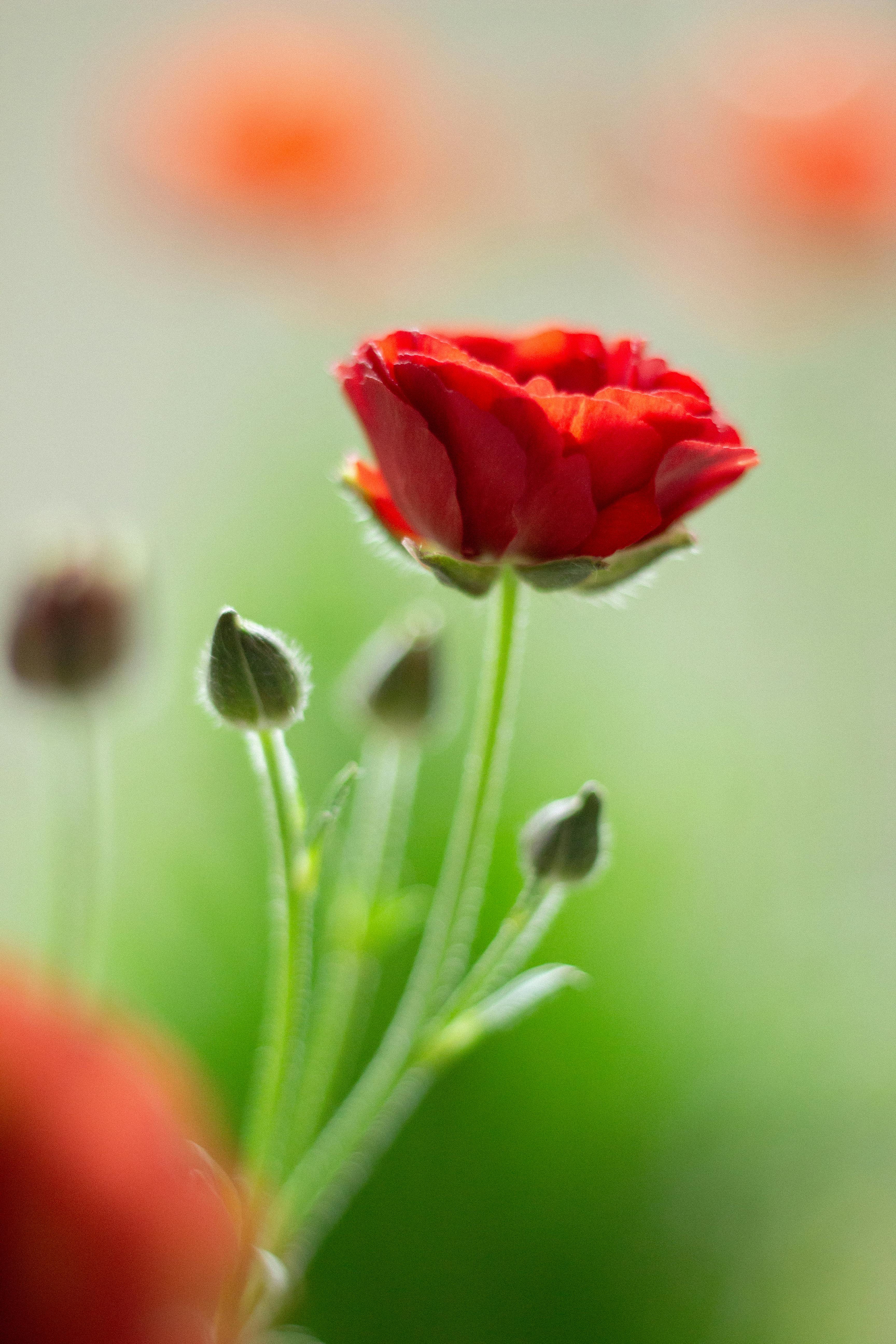 Rose Ping Photos, Download The BEST Free Rose Ping Stock Photos & HD Images