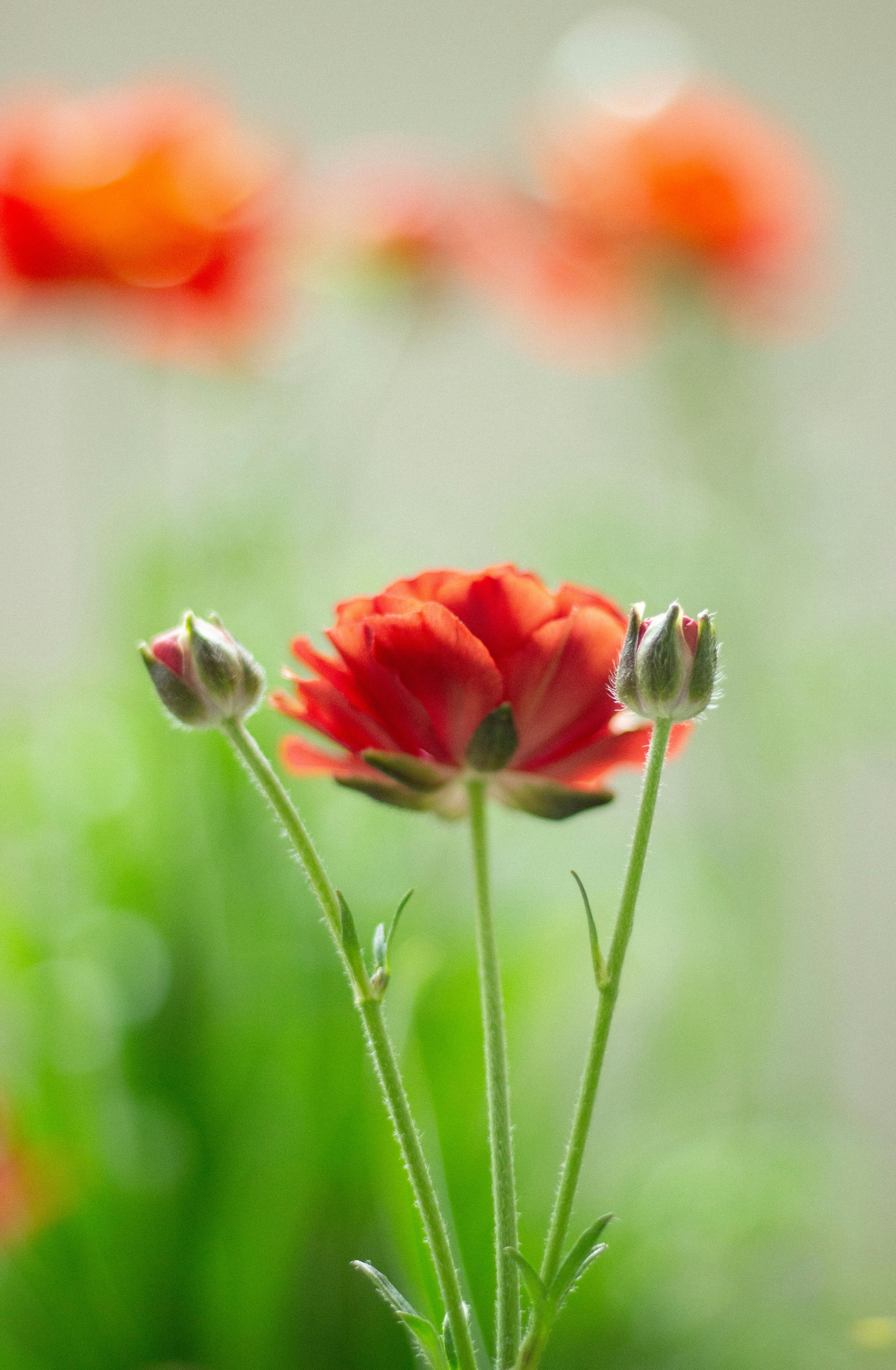 Vibrant Red Ranunculus Flower in Soft Focus · Free Stock Photo