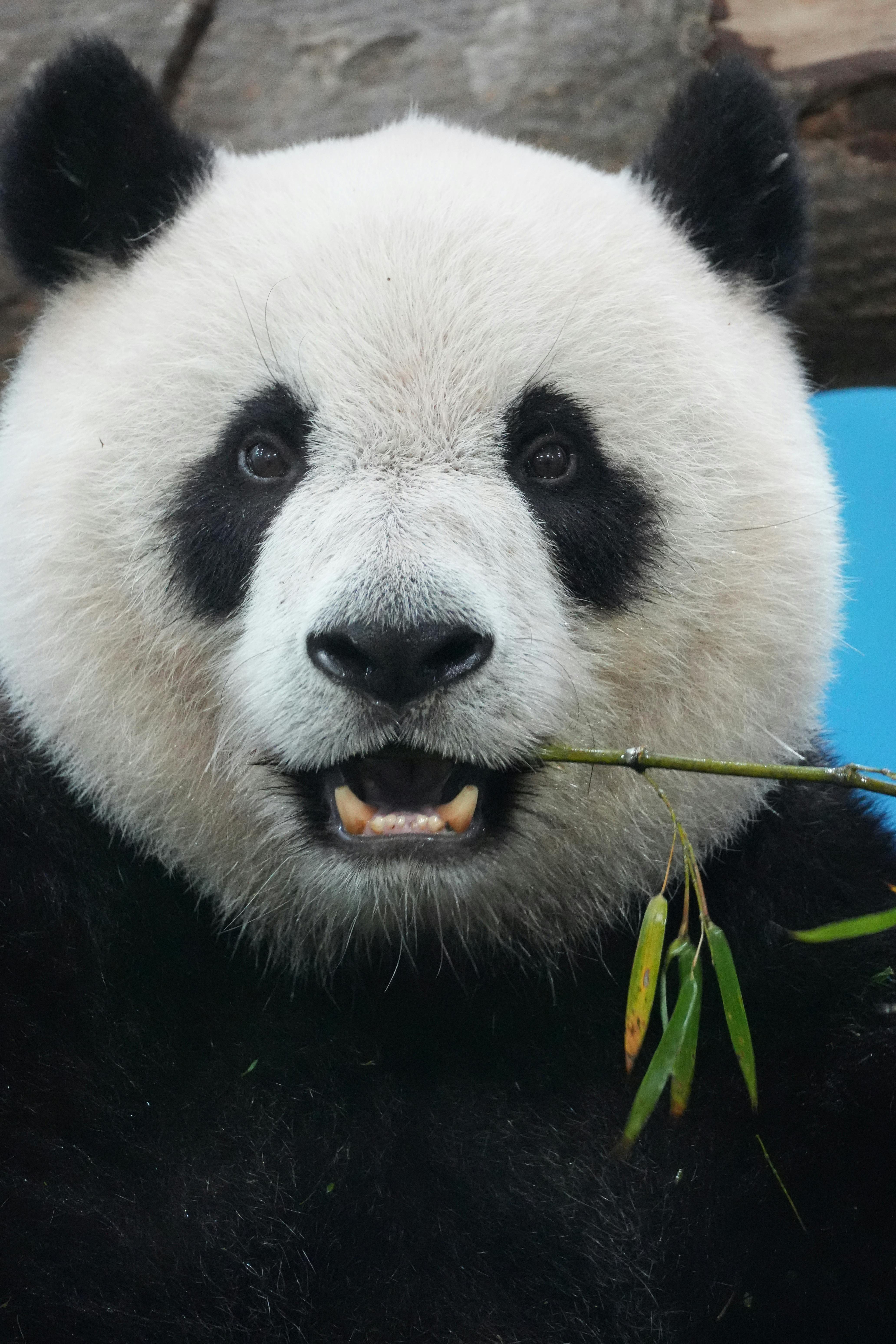 Close-up Portrait of Giant Panda Eating Bamboo · Free Stock Photo