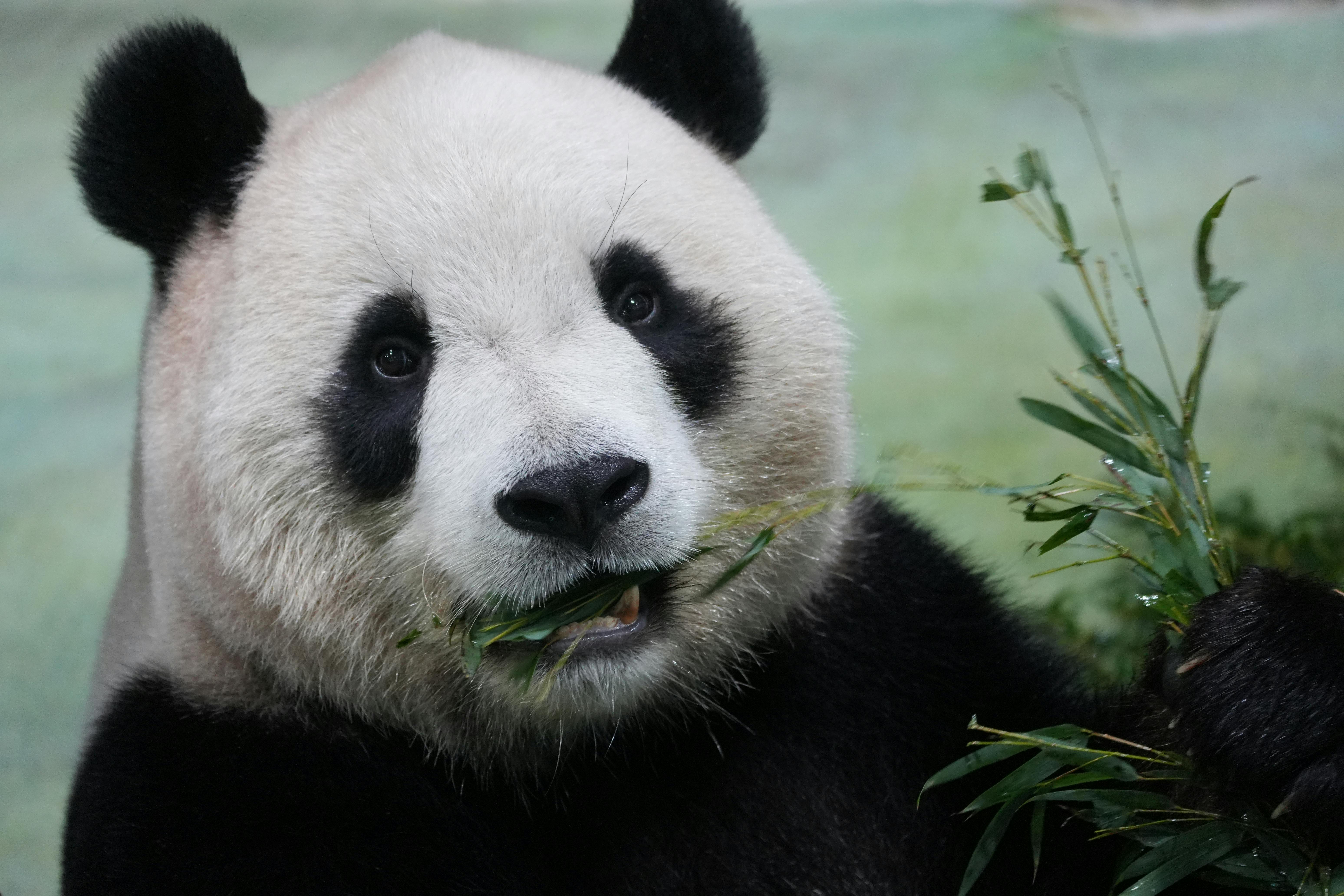 Chinese Pandas Photos, Download The BEST Free Chinese Pandas Stock ...