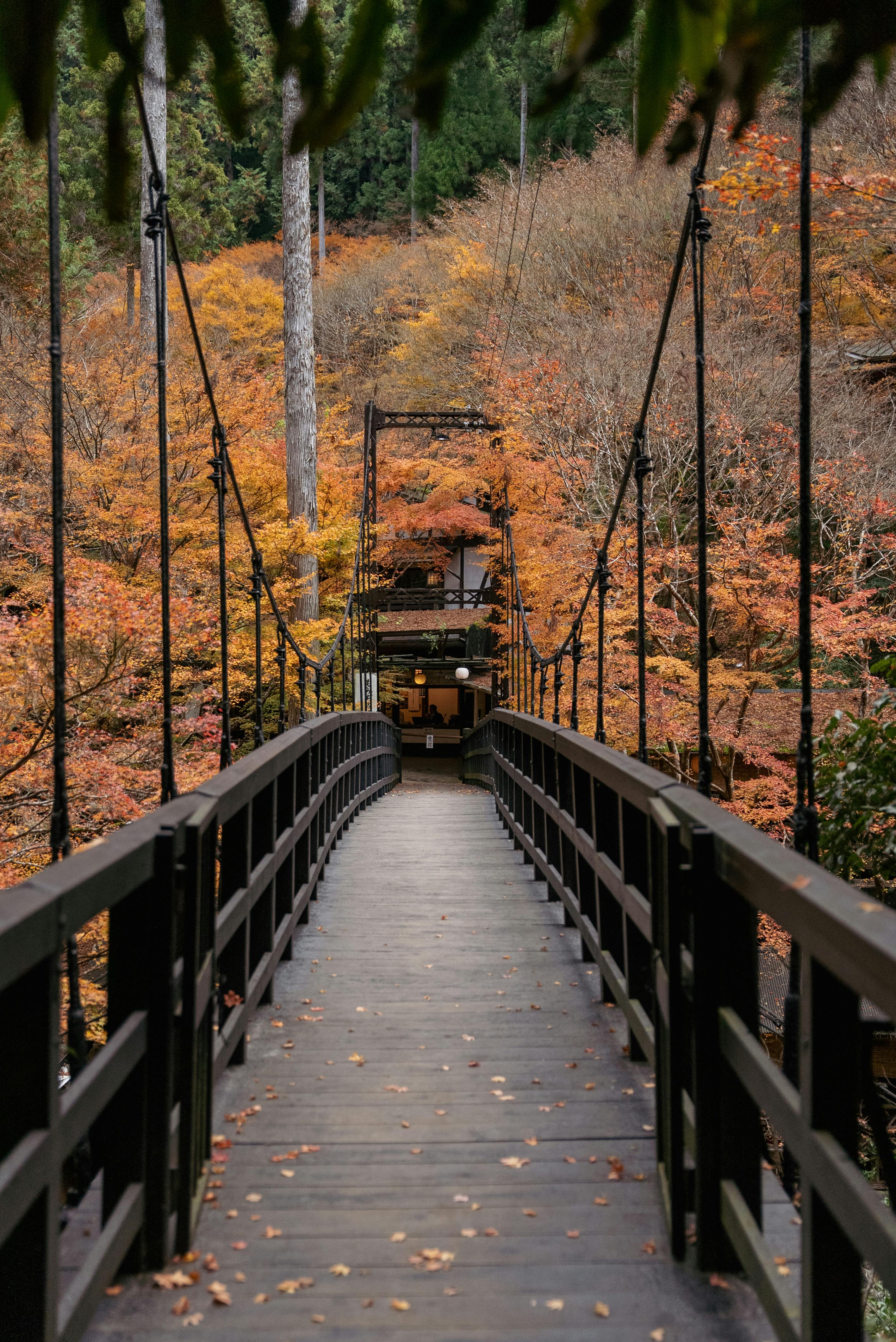 Wooden Suspension Bridge in Autumn Forest · Free Stock Photo