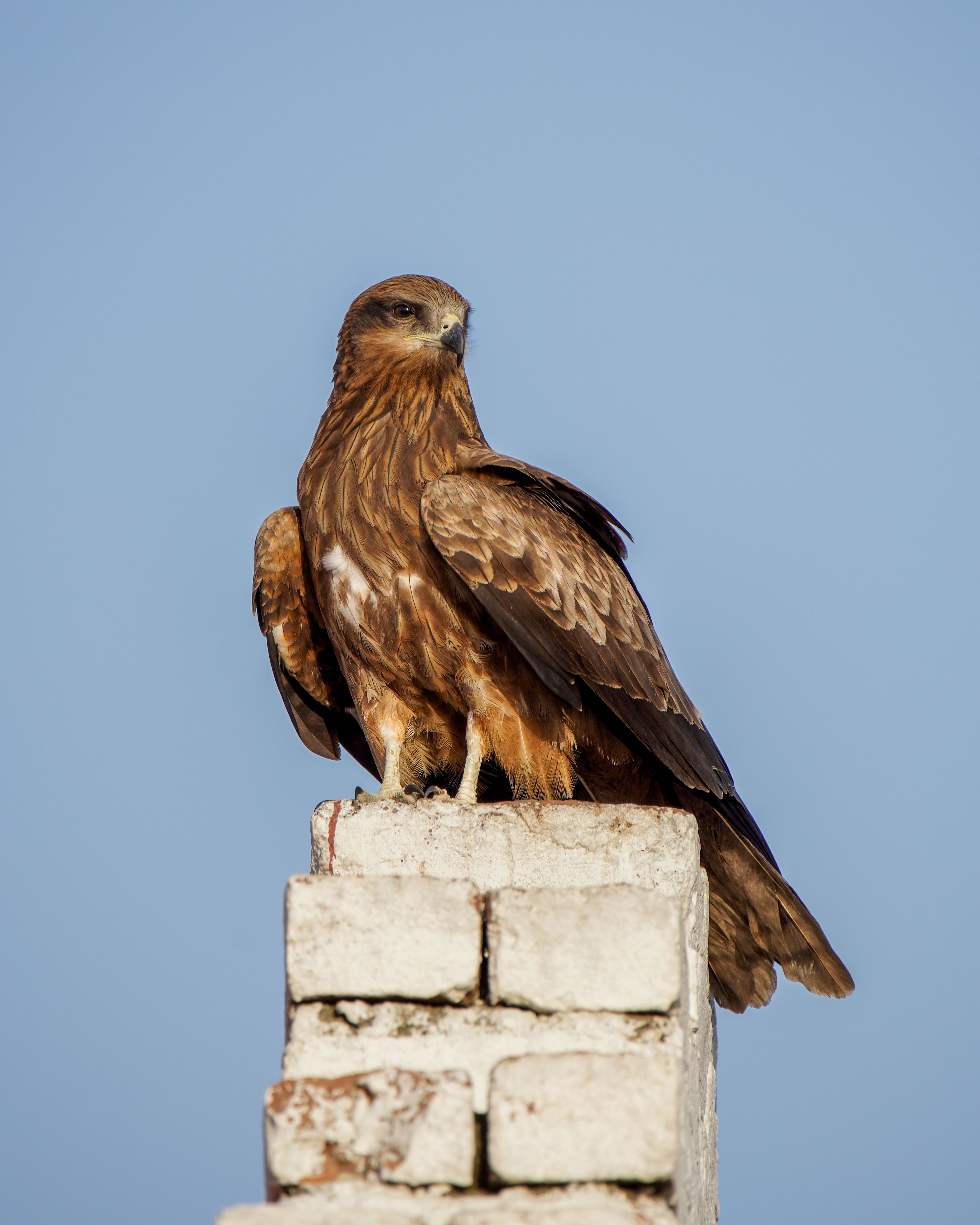 Majestic Eagle Perched on Brick Pillar · Free Stock Photo