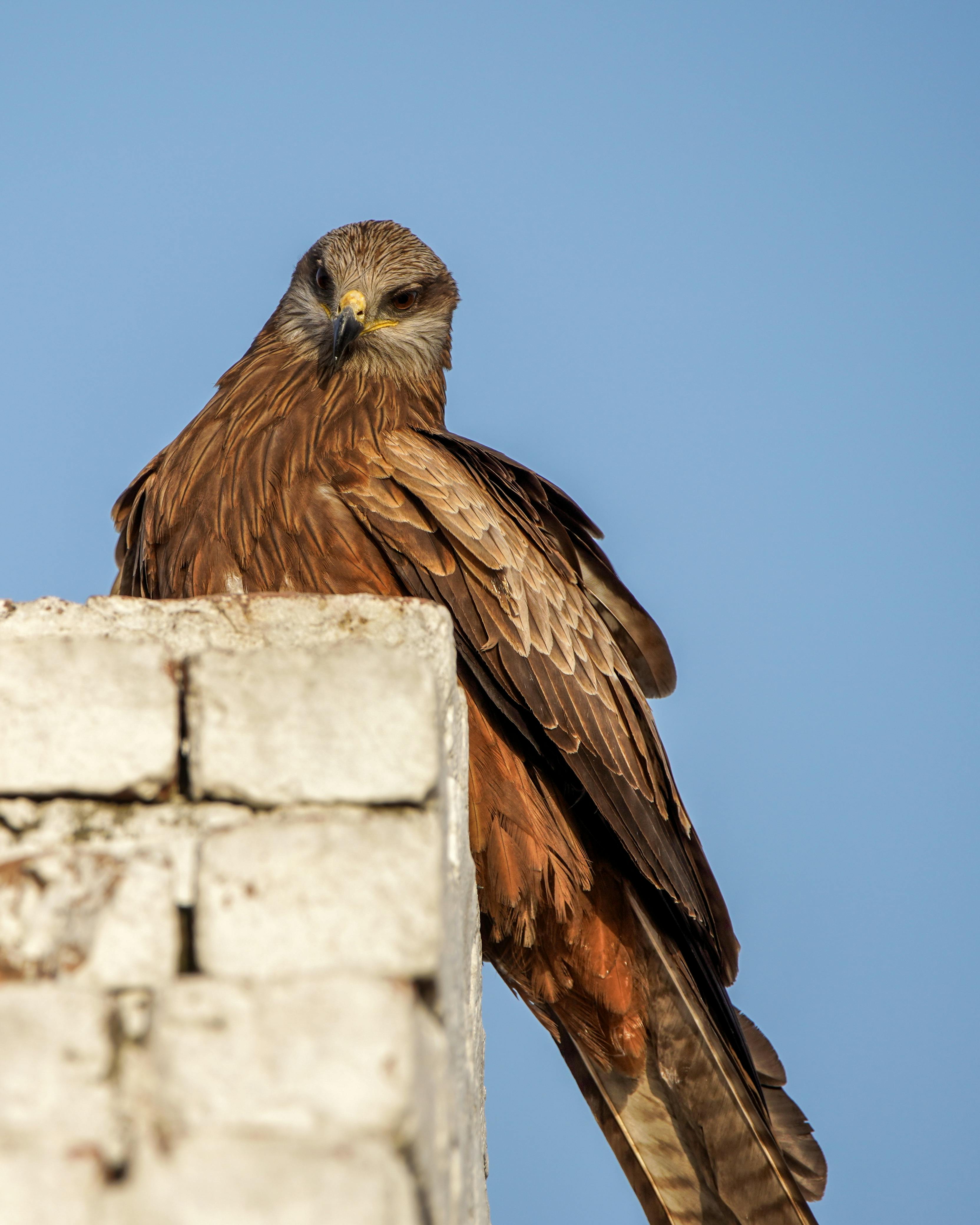 Close-up of a Black Kite on Brick Structure · Free Stock Photo