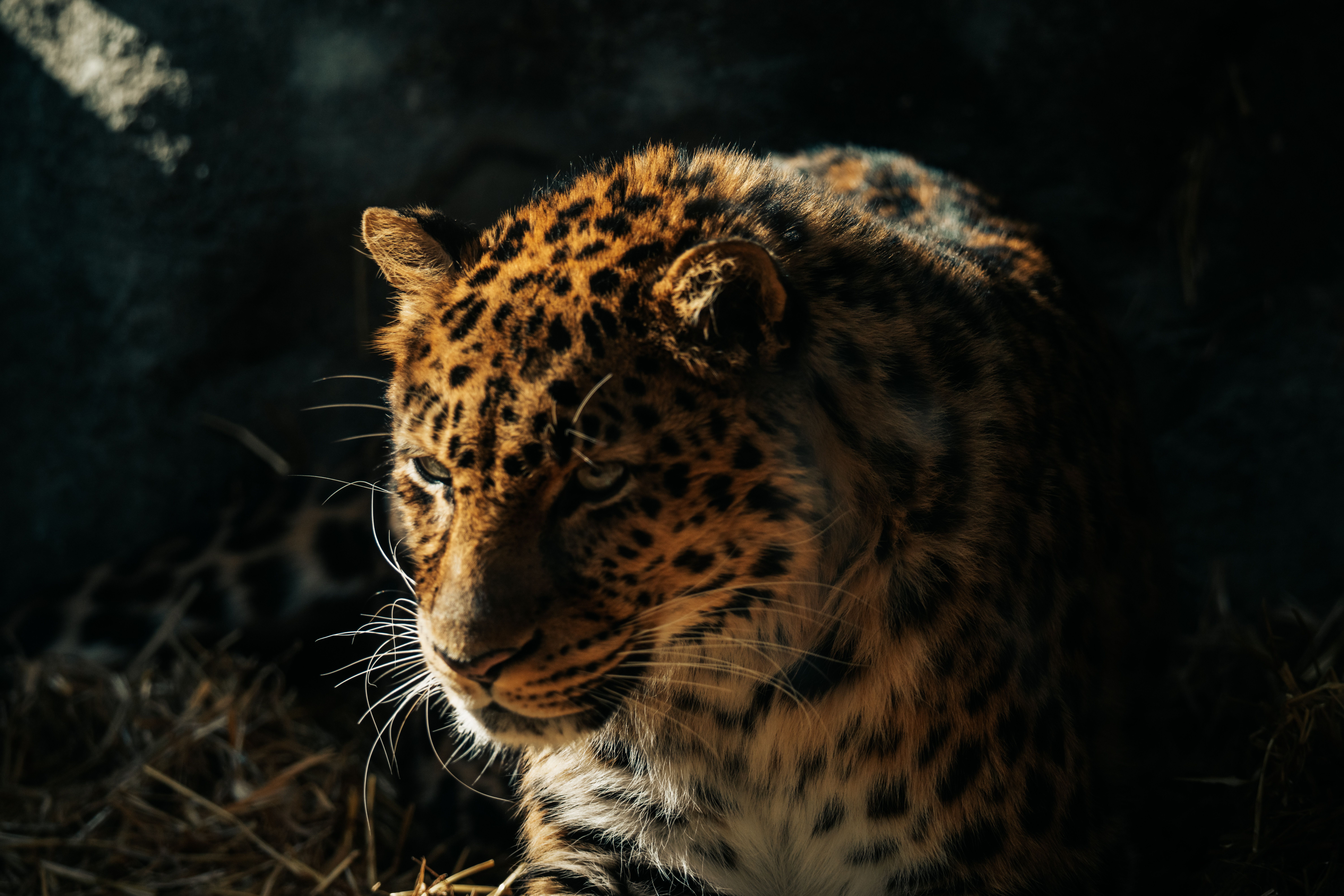 Close-Up of a Leopard in Dramatic Lighting · Free Stock Photo