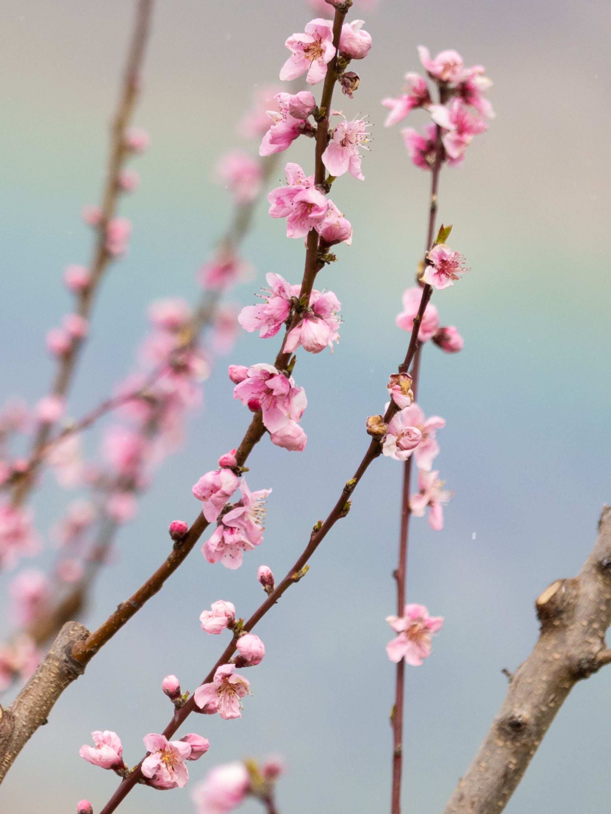 Spring Blossoms on Fruit Tree Branches · Free Stock Photo