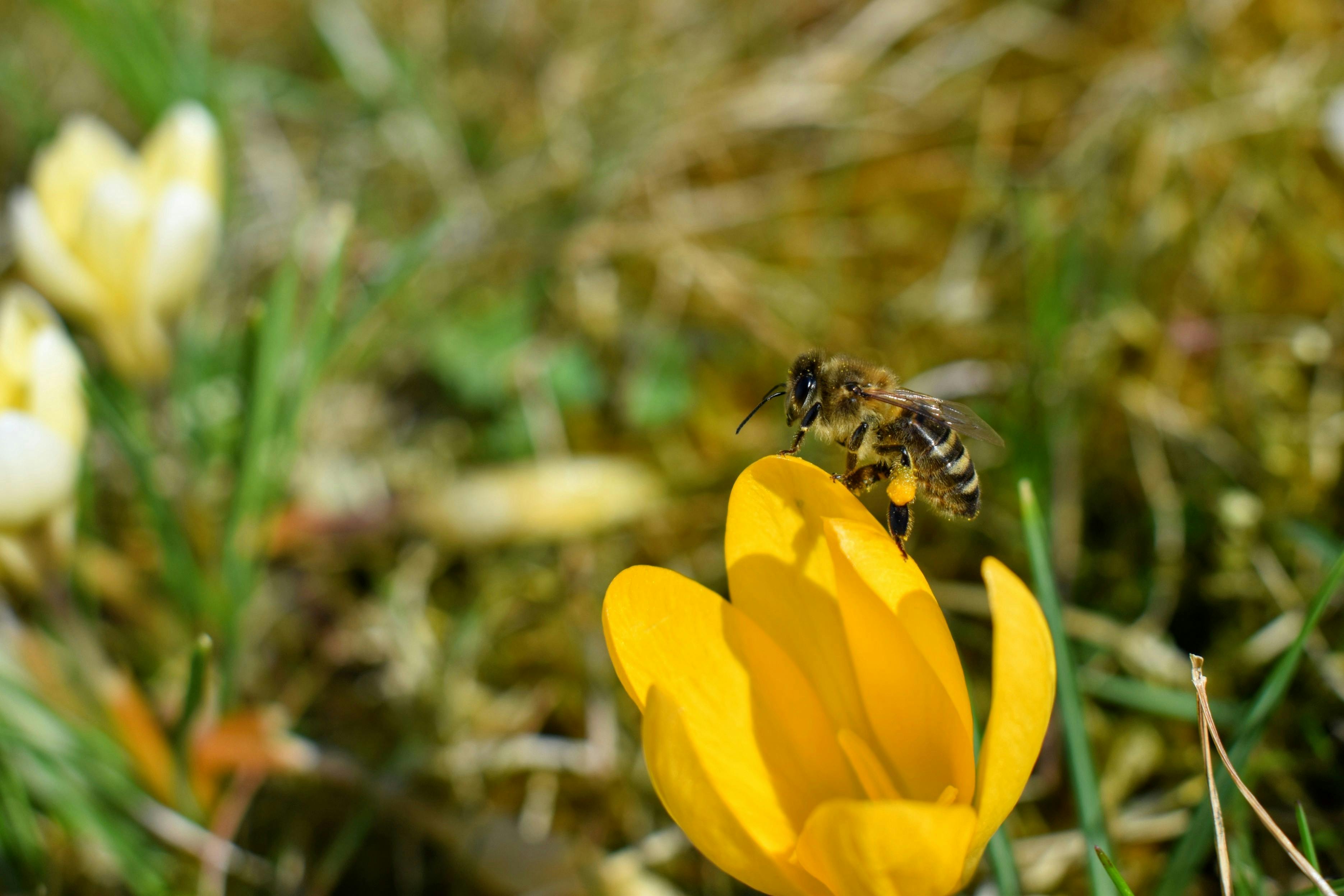 Flower Springing Out Of Ground Photos, Download The BEST Free Flower ...