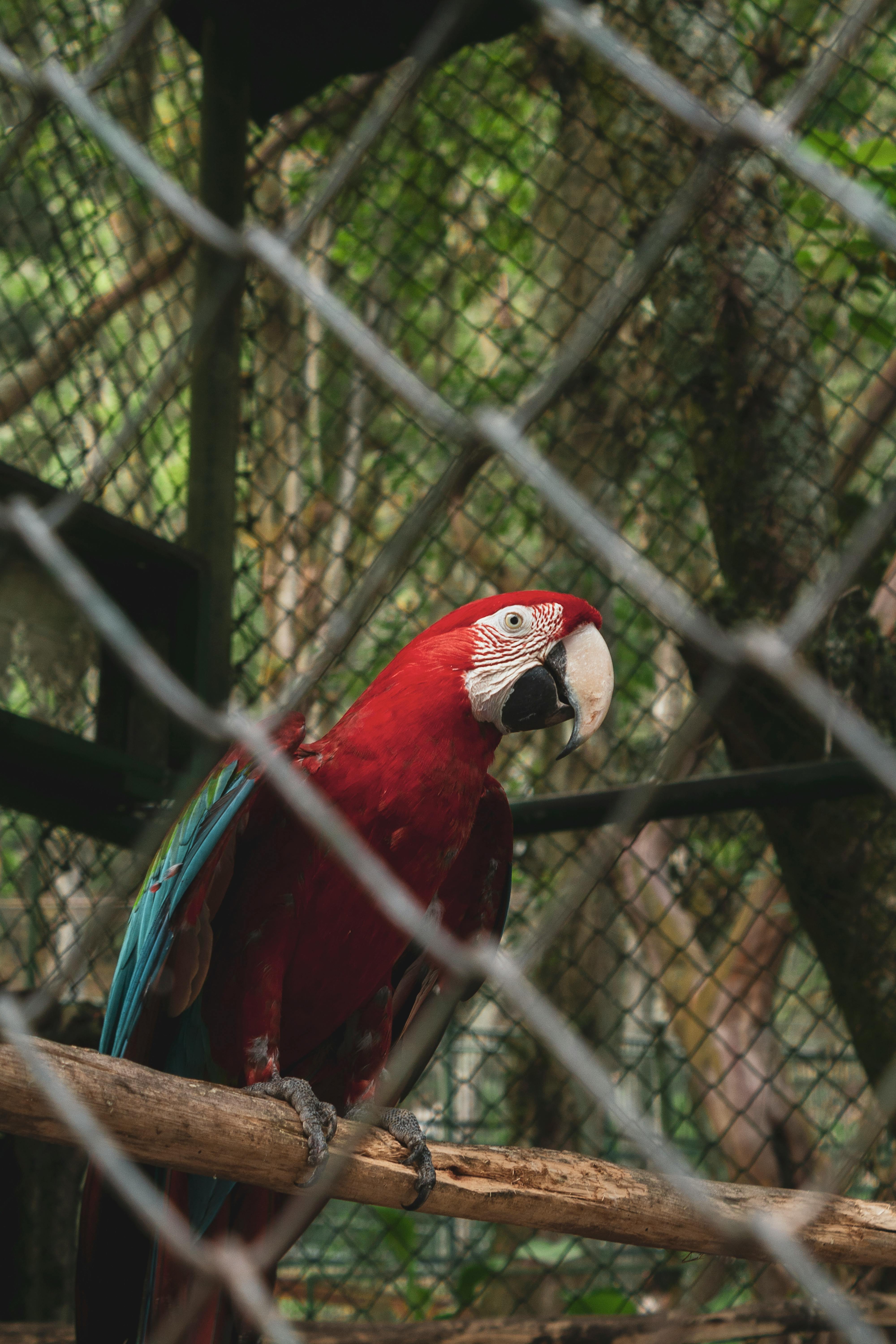 Parrot Images Photos, Download The BEST Free Parrot Images Stock Photos ...