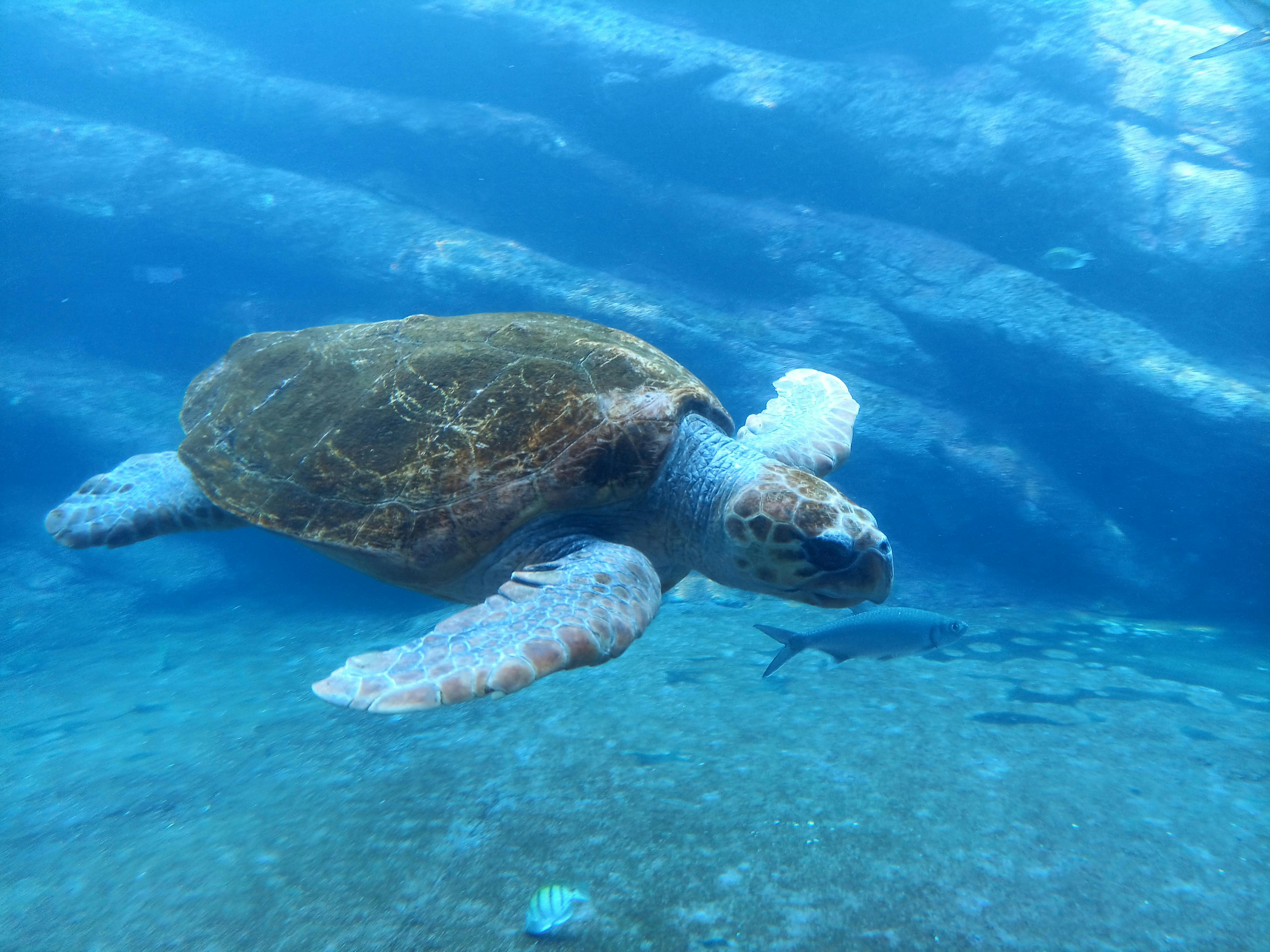 Ushaka Photos, Download The BEST Free Ushaka Stock Photos & HD Images