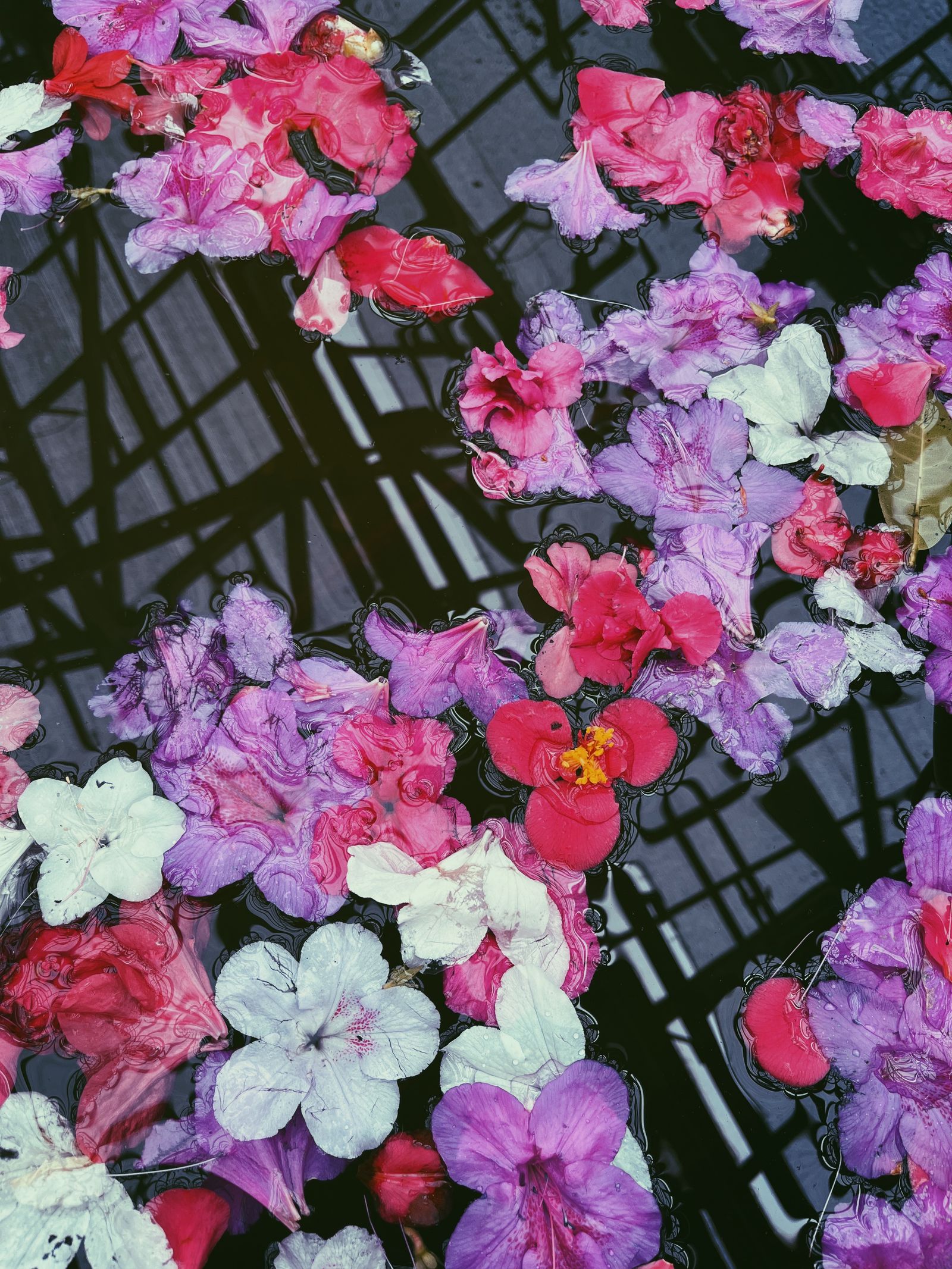 Vibrant+Pink+And+Purple+Petals+Floating+Against+A+Clear+Blue+Sky Photos ...