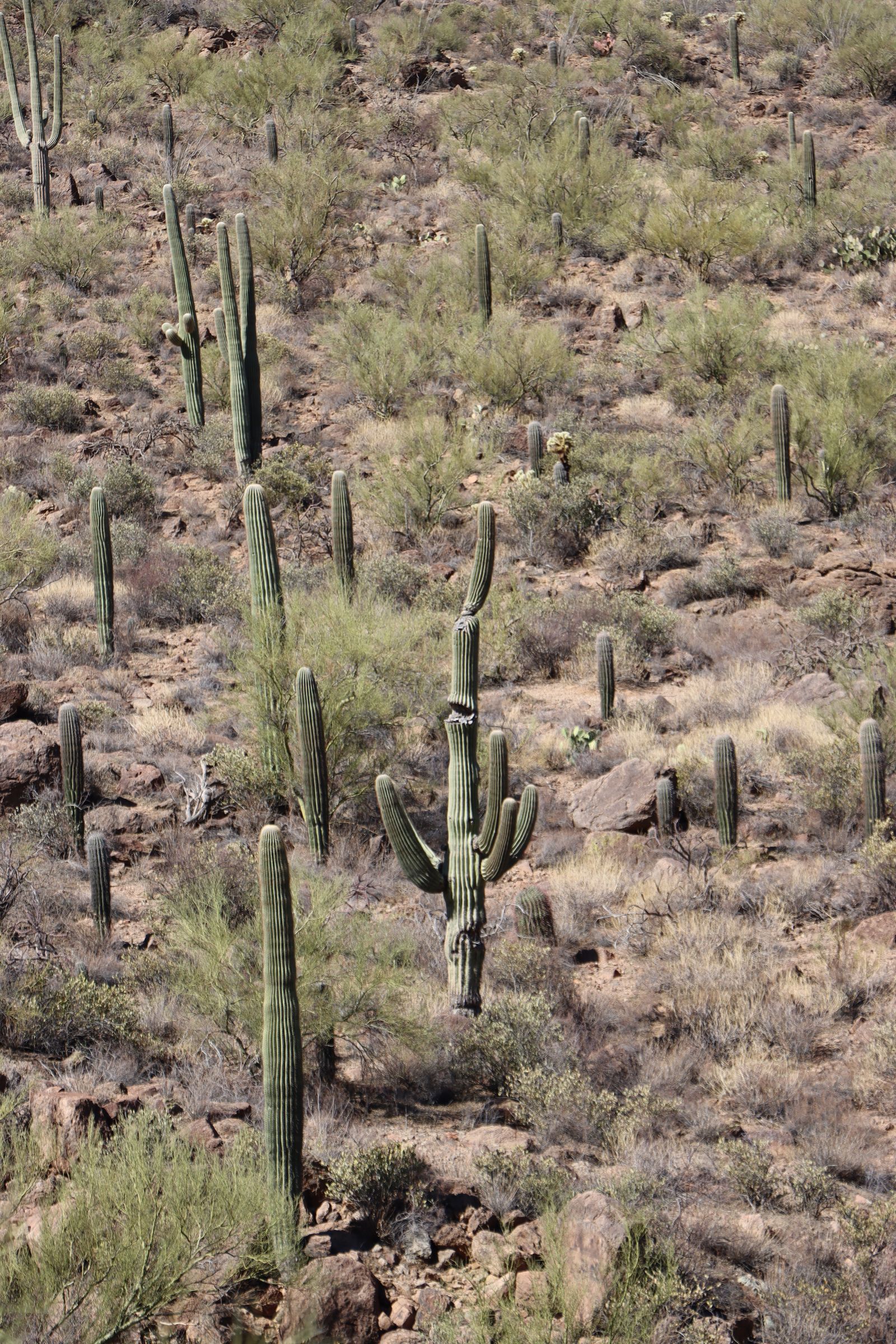 Desert Landscape With Cacti Photos, Download The BEST Free Desert ...