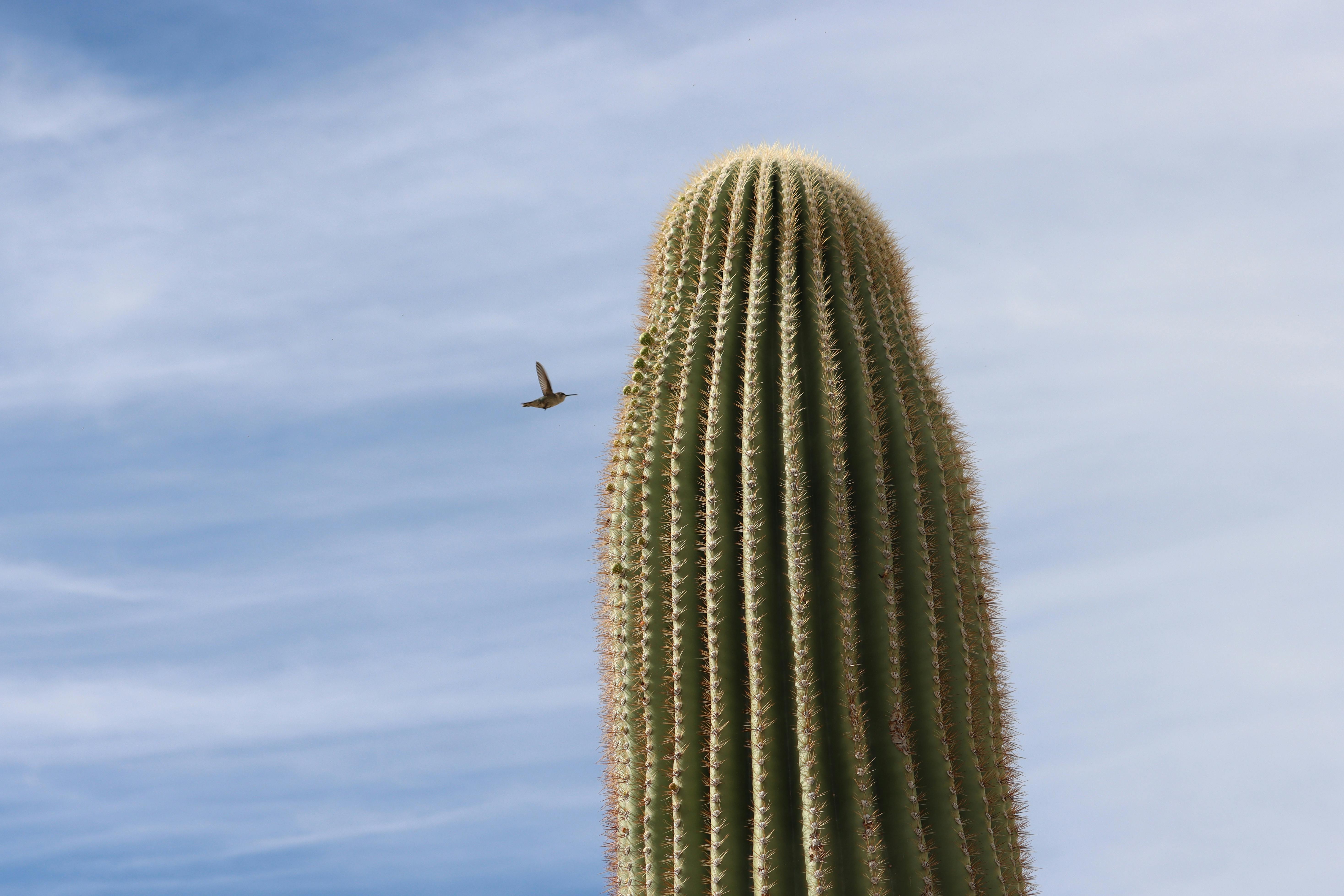 Saguaro Cactus with Hummingbird in Arizona Desert · Free Stock Photo