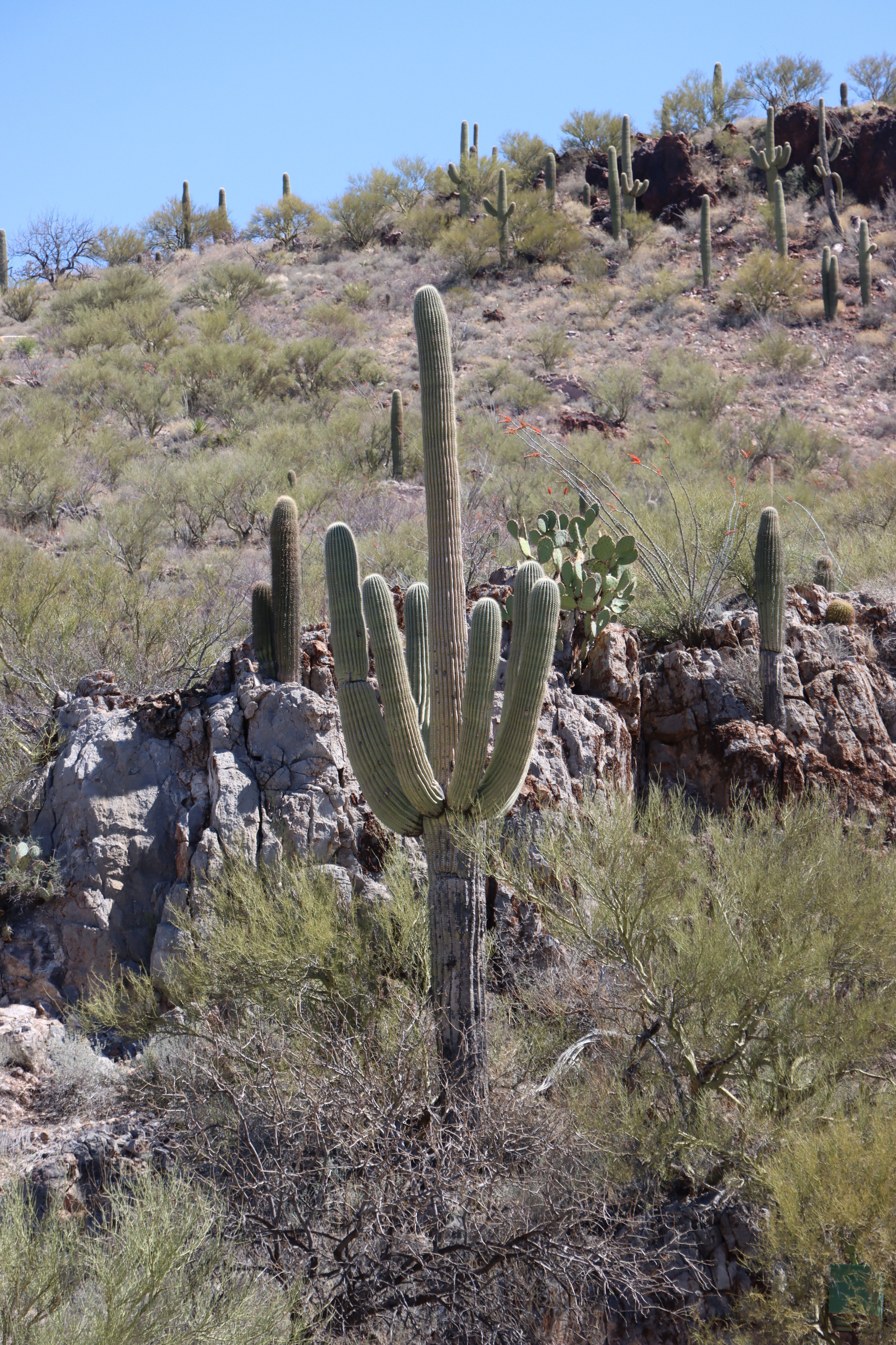 Cacti Plant Photos, Download The BEST Free Cacti Plant Stock Photos ...