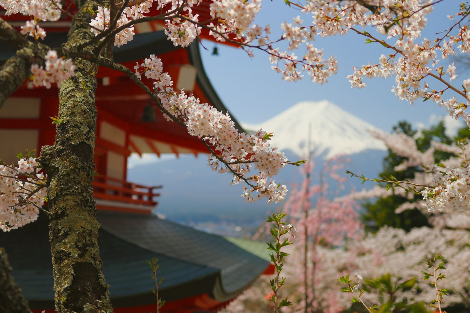 Mount Fuji, Japan Cherry Blossoms Photos, Download The BEST Free Mount ...