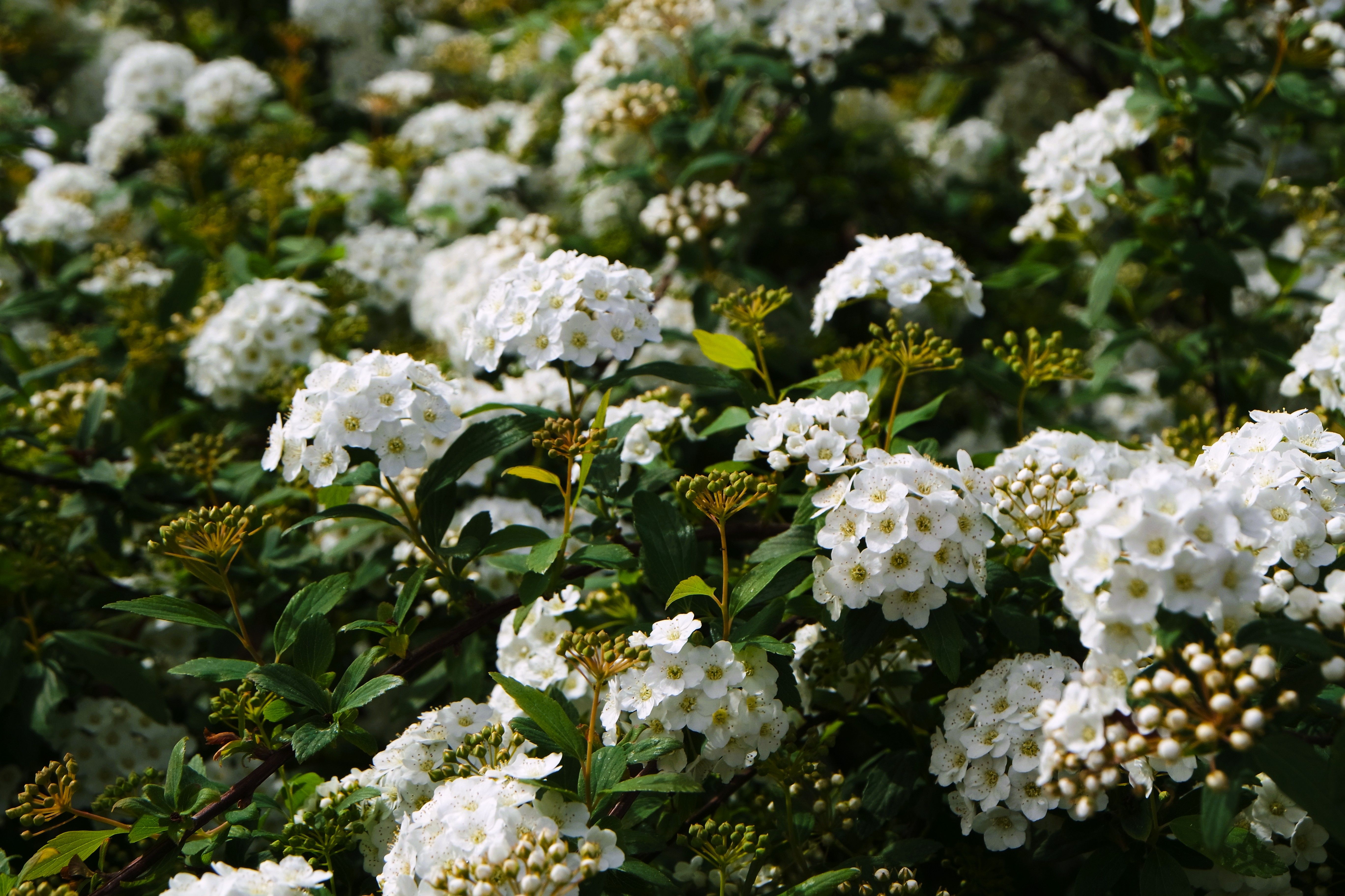 Flower Art Bushes Shrubs Photos, Download The BEST Free Flower Art ...