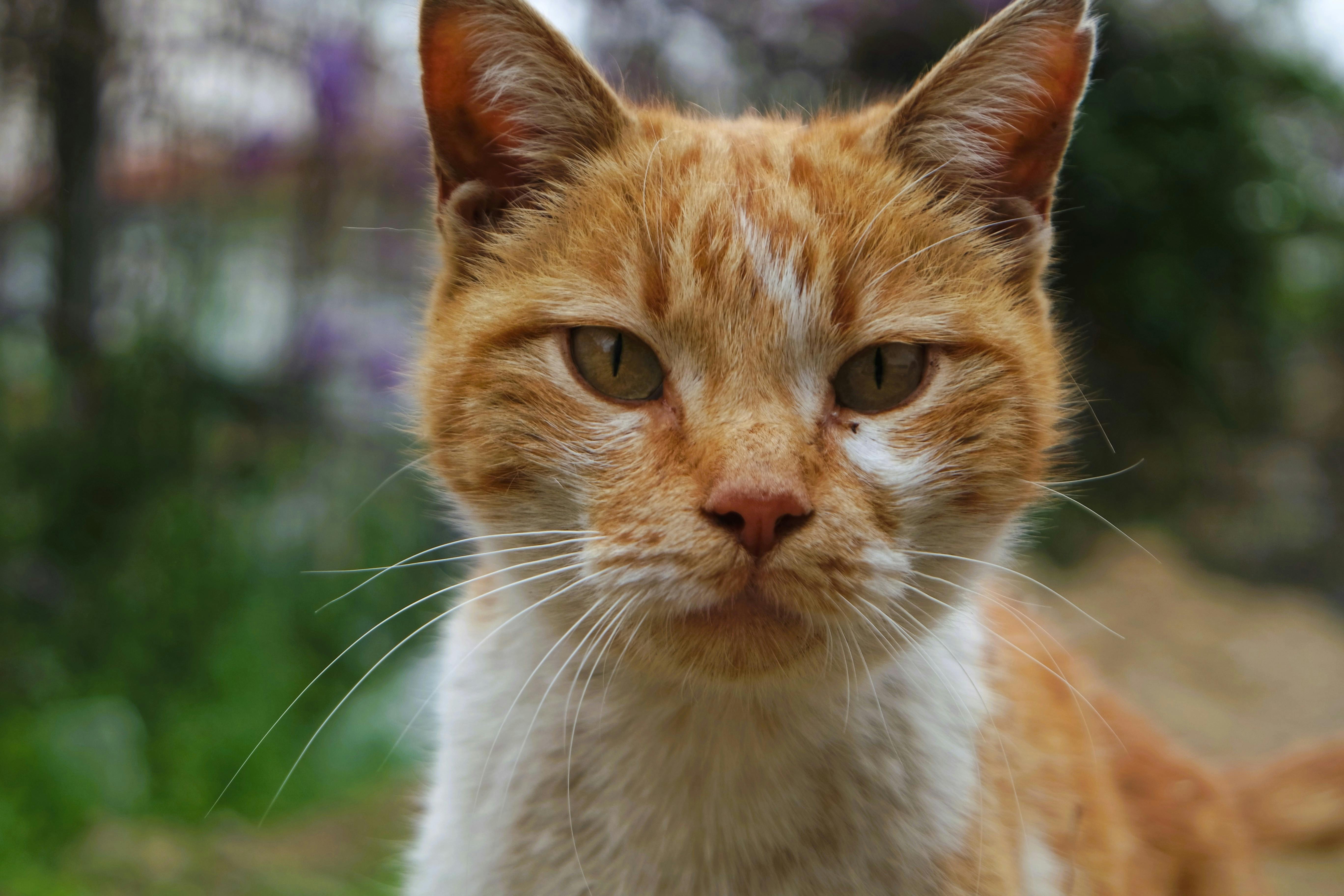 Angry Jim Cramer Photos, Download The BEST Free Angry Jim Cramer Stock ...