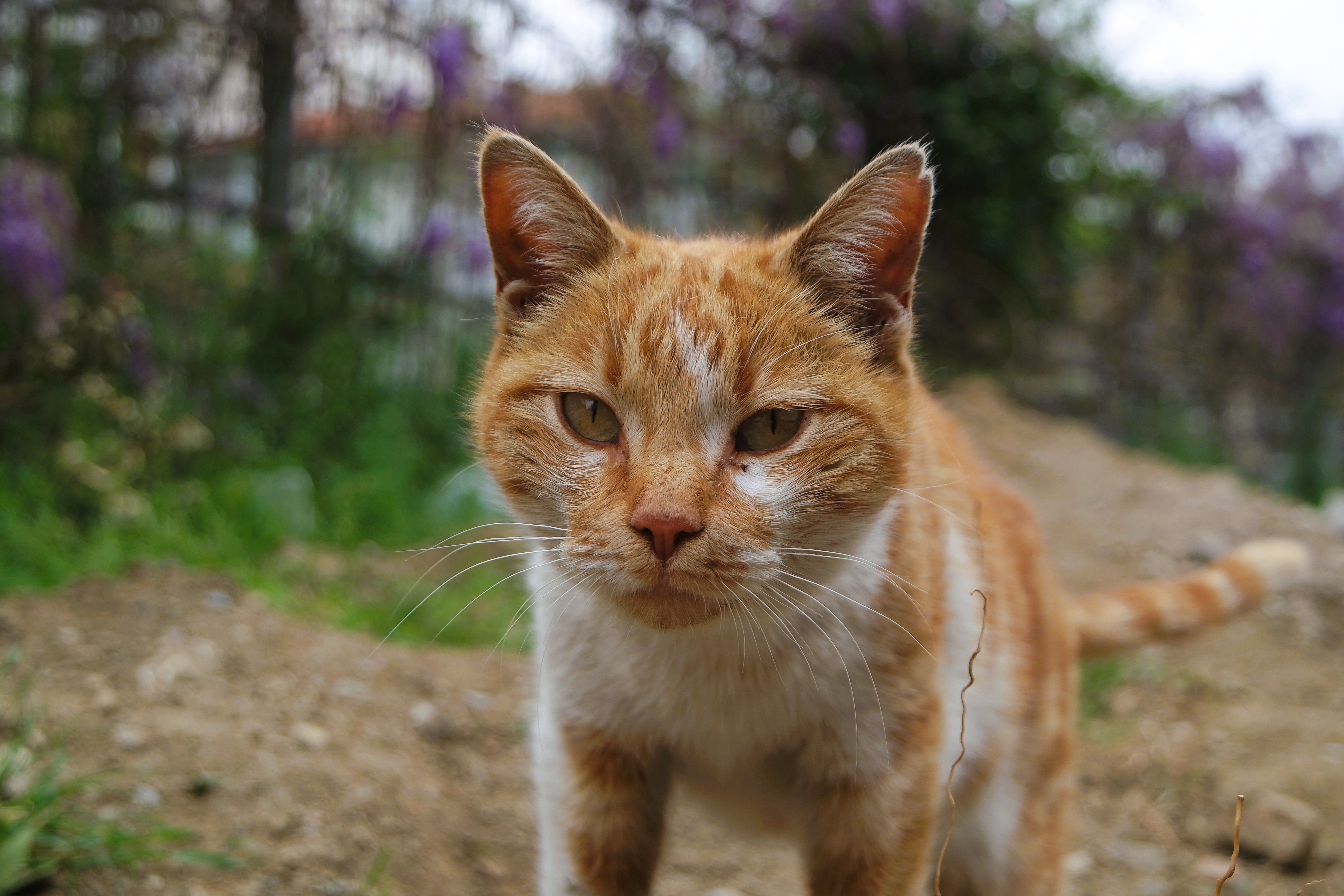 Close-Up of a Ginger Cat Outdoors in Spring · Free Stock Photo