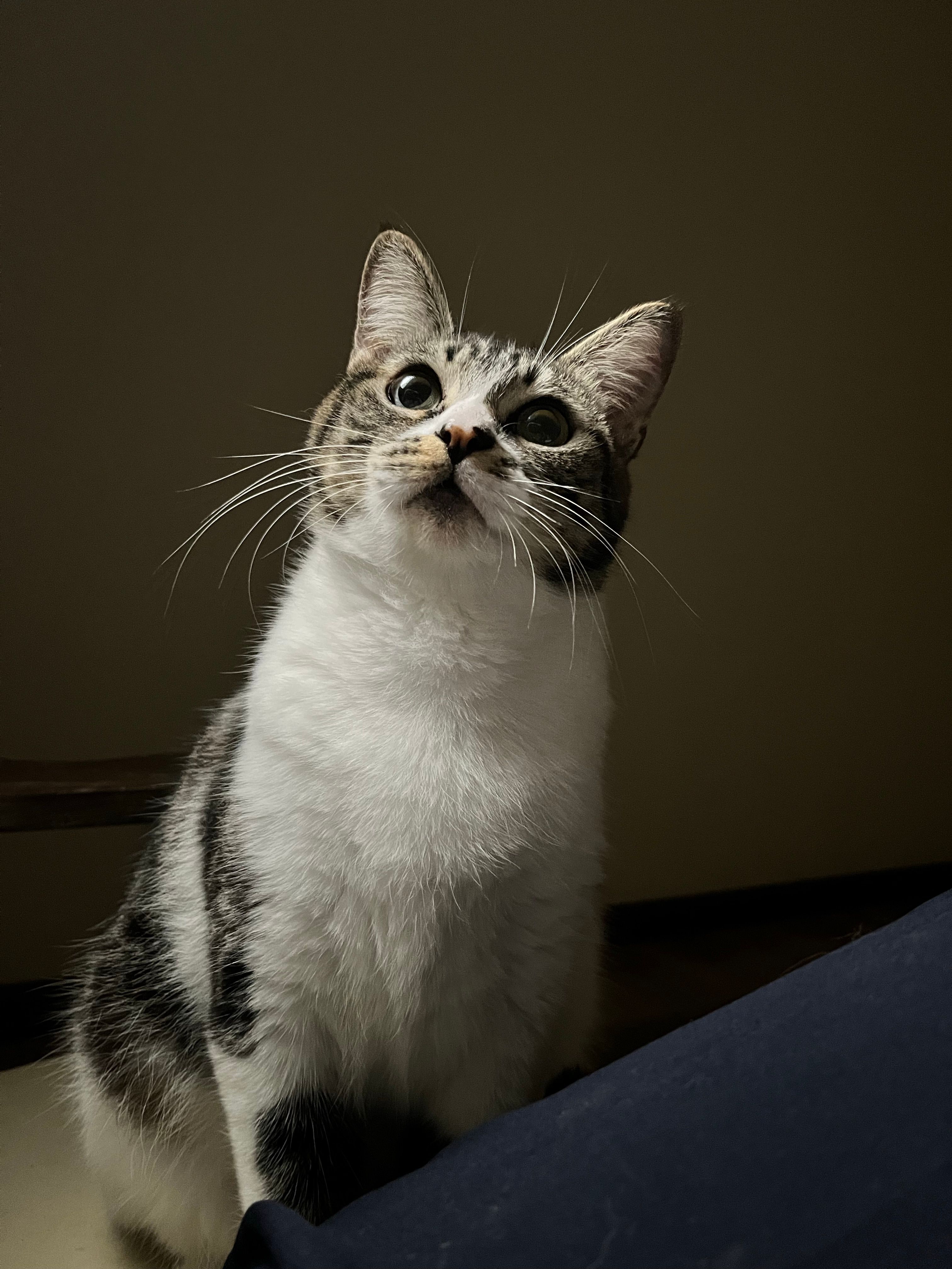 Cats Moving Photos, Download The BEST Free Cats Moving Stock Photos ...