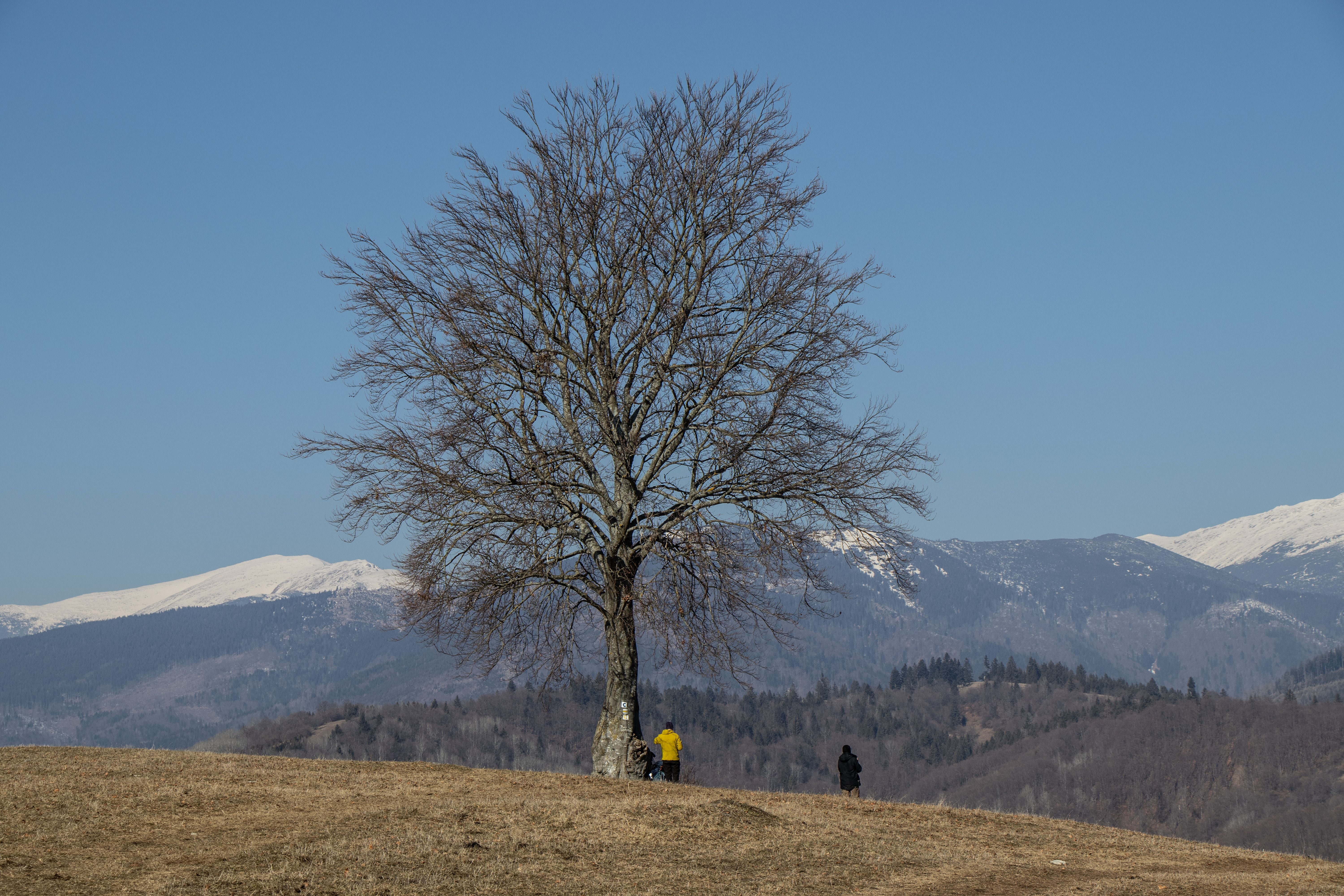 Scenic Tree with Mountain View in Lazisko, Slovakia · Free Stock Photo