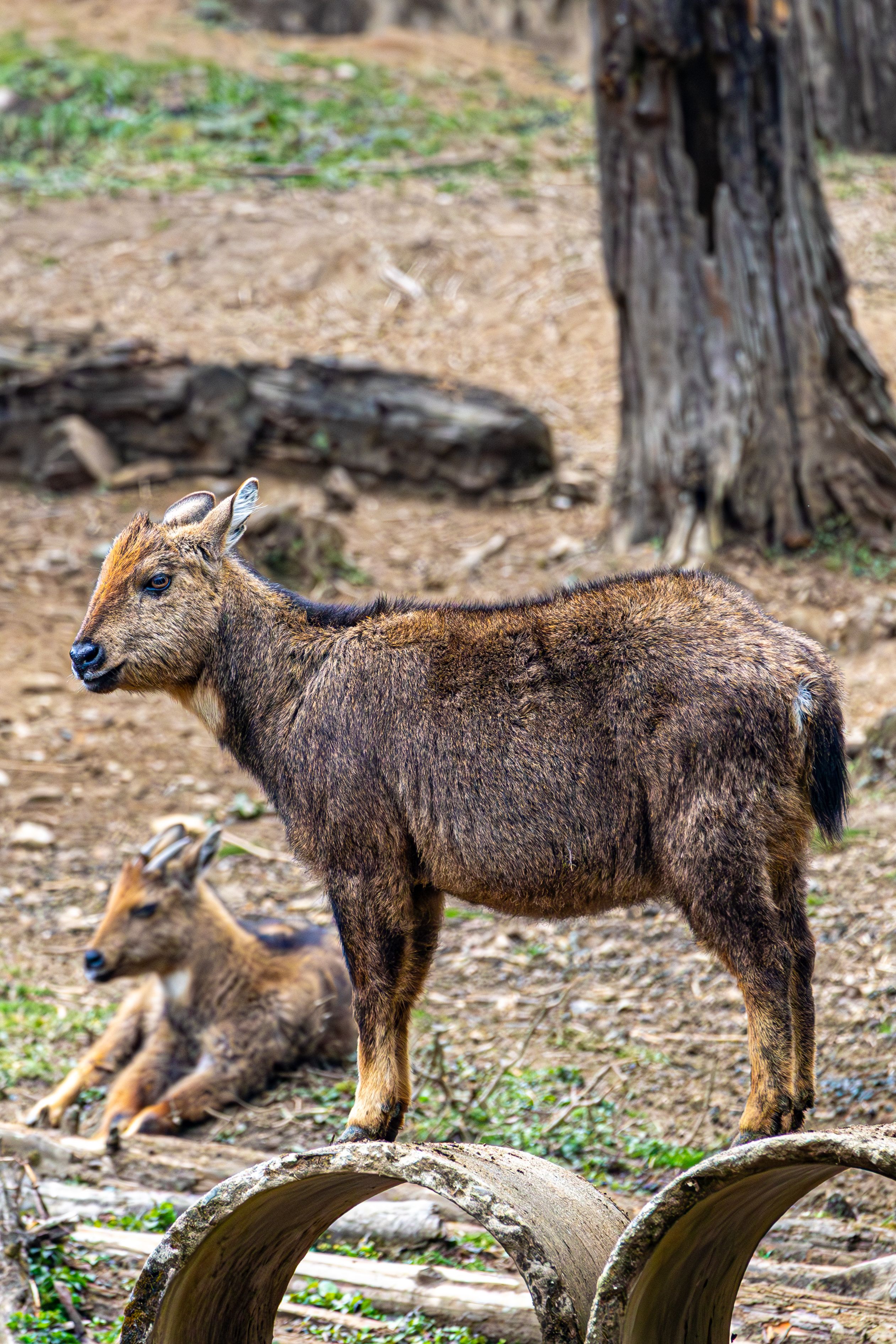 Two Young Gorals in a Natural Habitat · Free Stock Photo