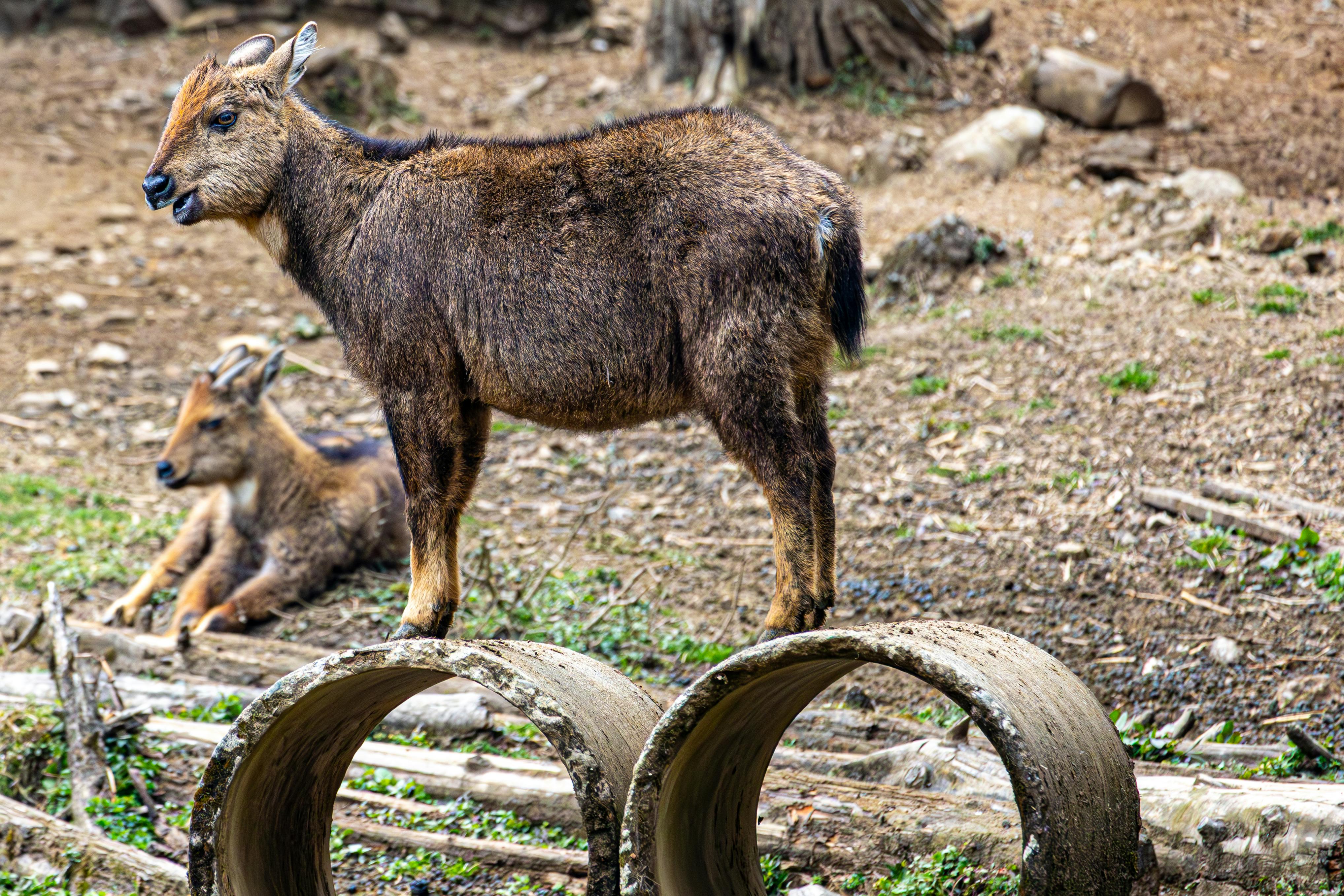 Animal Stance Photos, Download The BEST Free Animal Stance Stock Photos ...