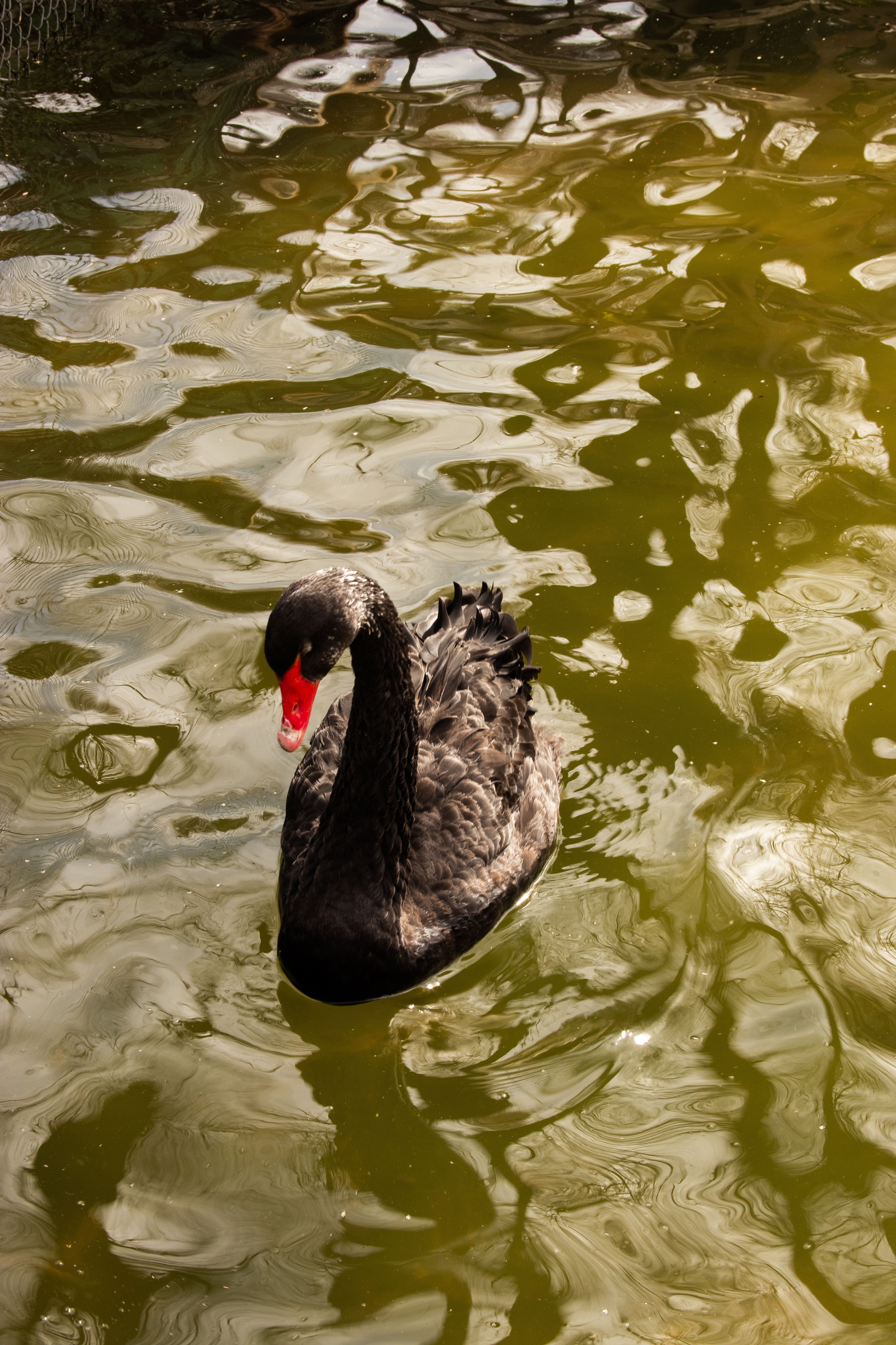 Swan Degerleri Photos, Download The BEST Free Swan Degerleri Stock ...