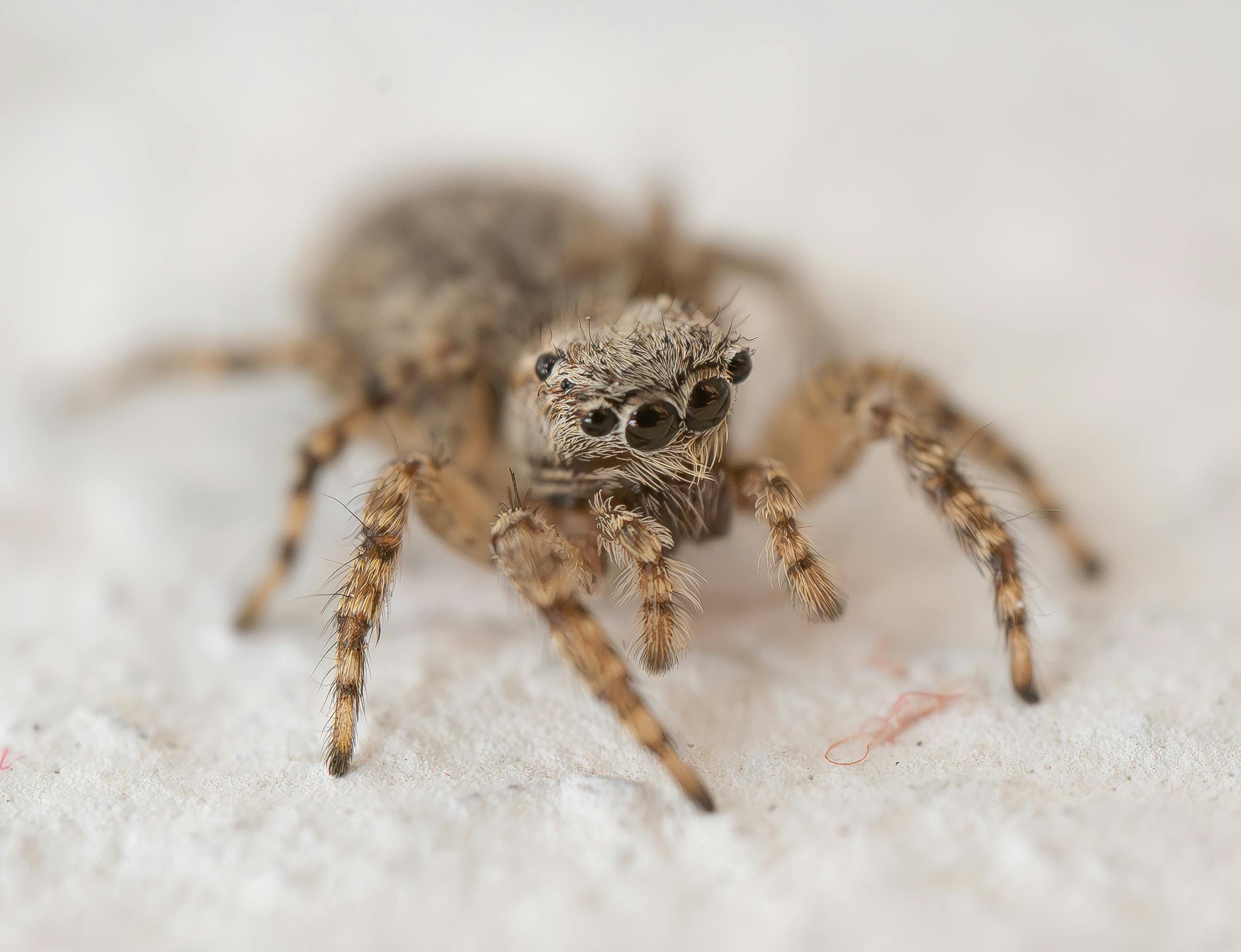 Close-up of a Jumping Spider on Neutral Background · Free Stock Photo