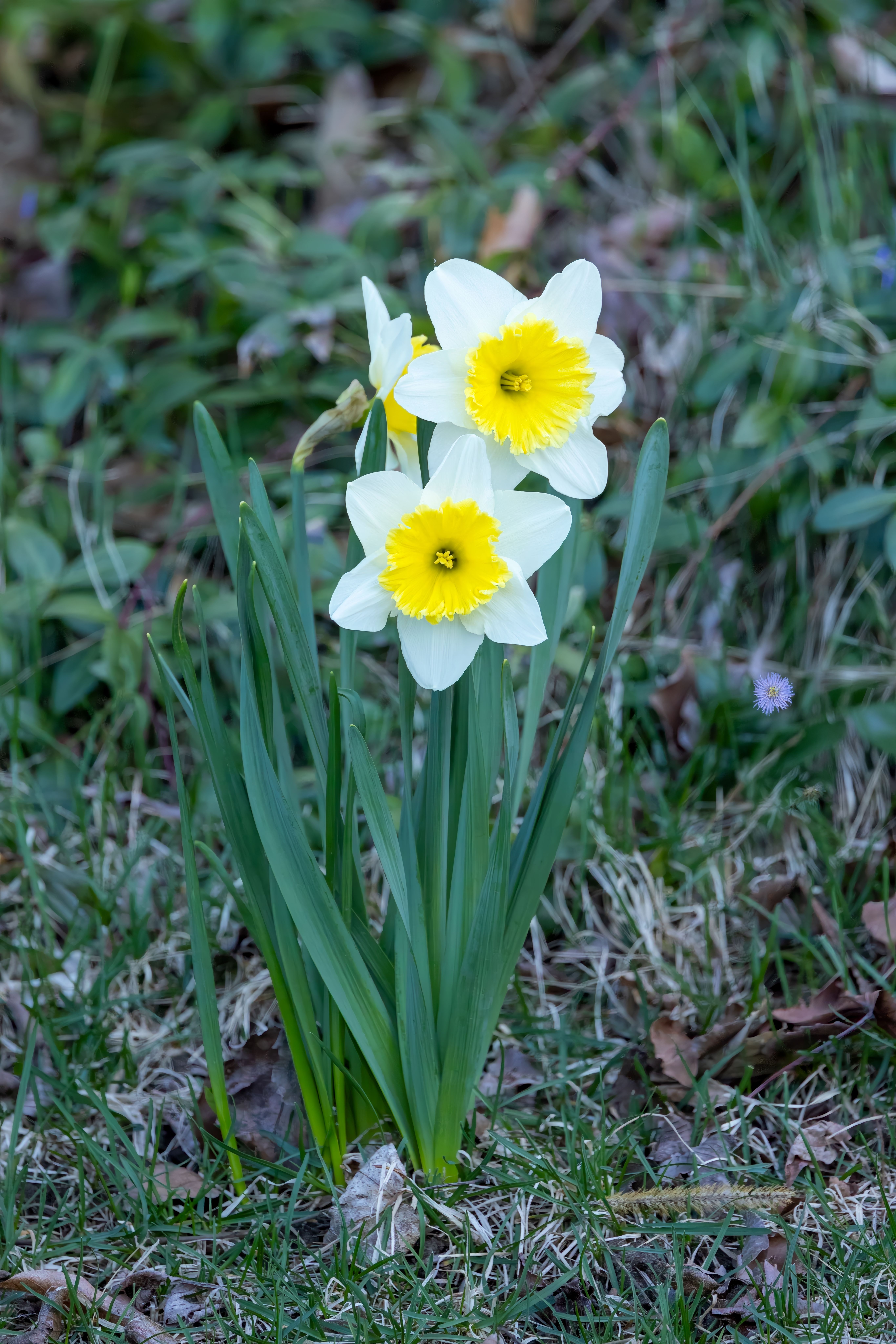 Flower Natural Wallpaper Photos, Download The BEST Free Flower Natural ...