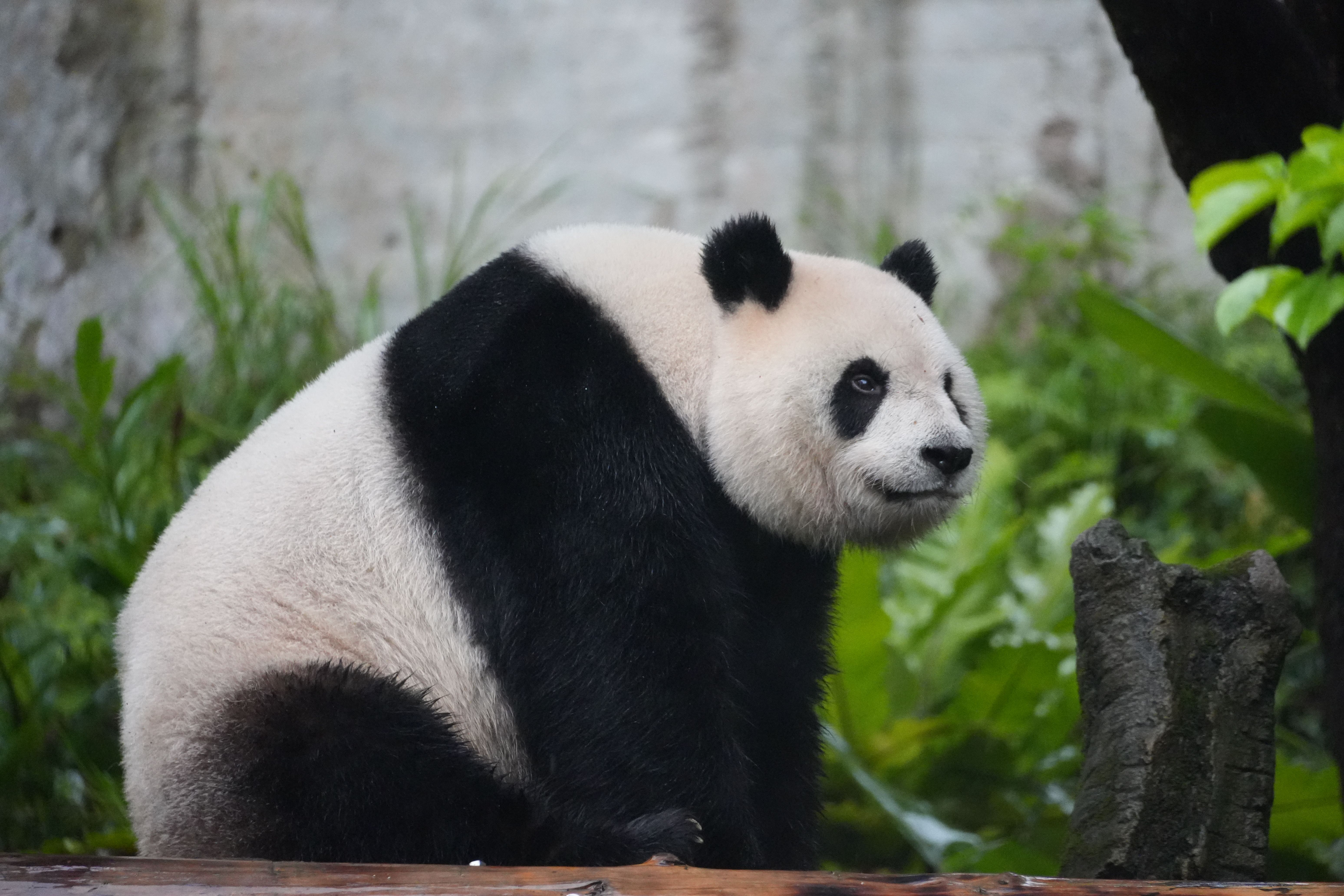 Giant Panda Eating Bamboo in Chengdu Zoo · Free Stock Photo