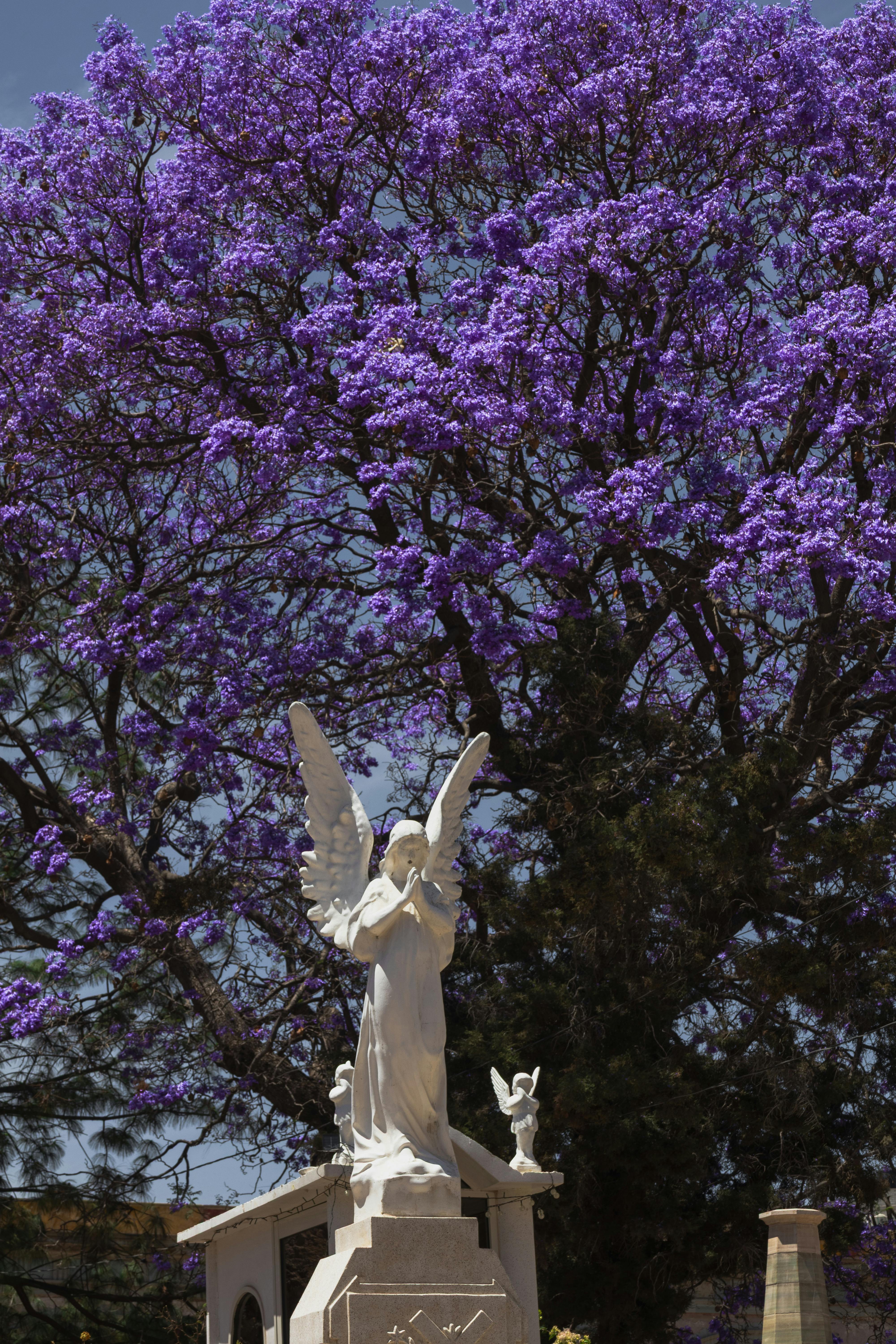 Angel Statue with Jacaranda Tree in Mexico · Free Stock Photo