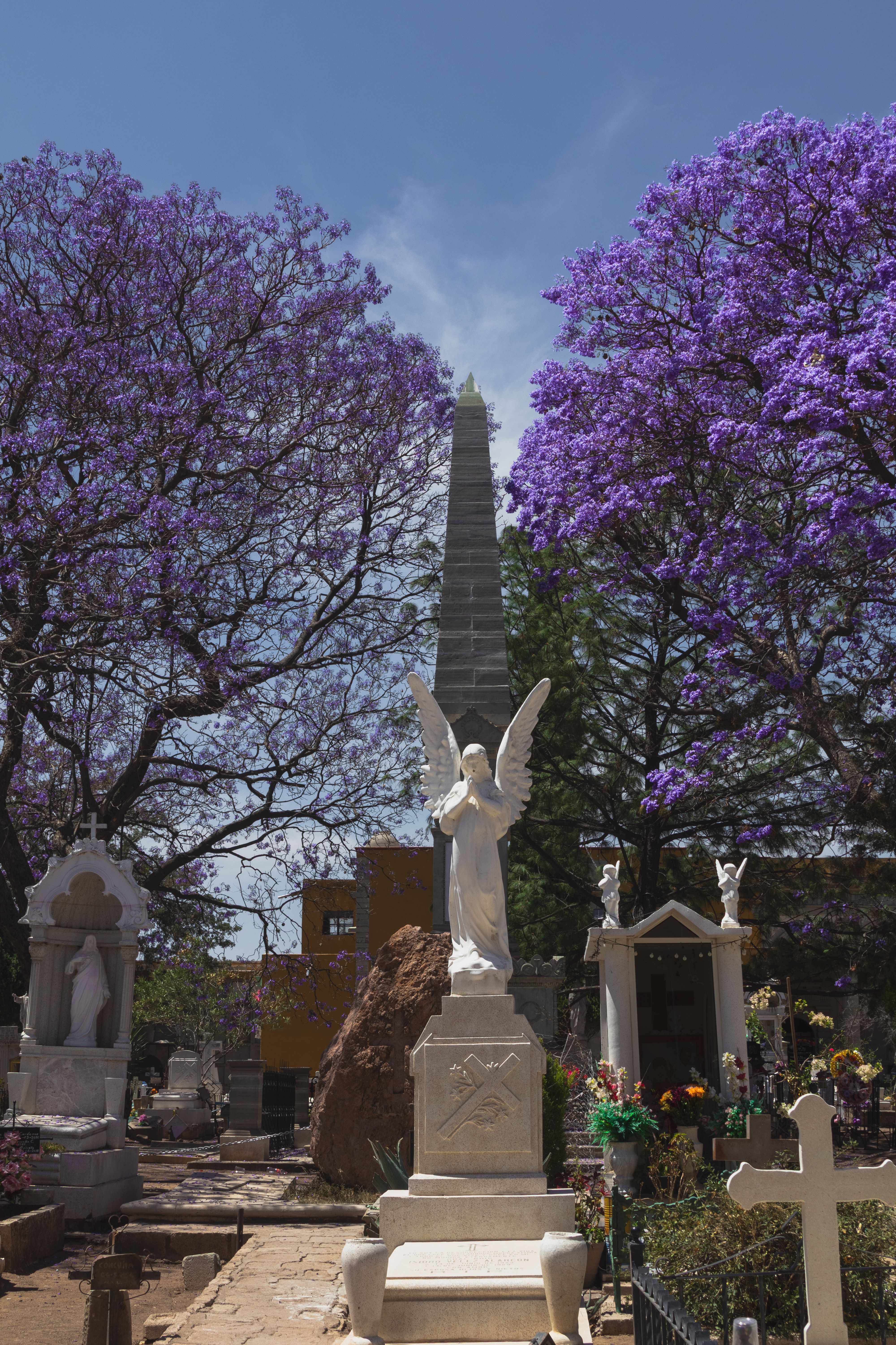Serene Cemetery with Purple Blossoms and Angel Statue · Free Stock Photo