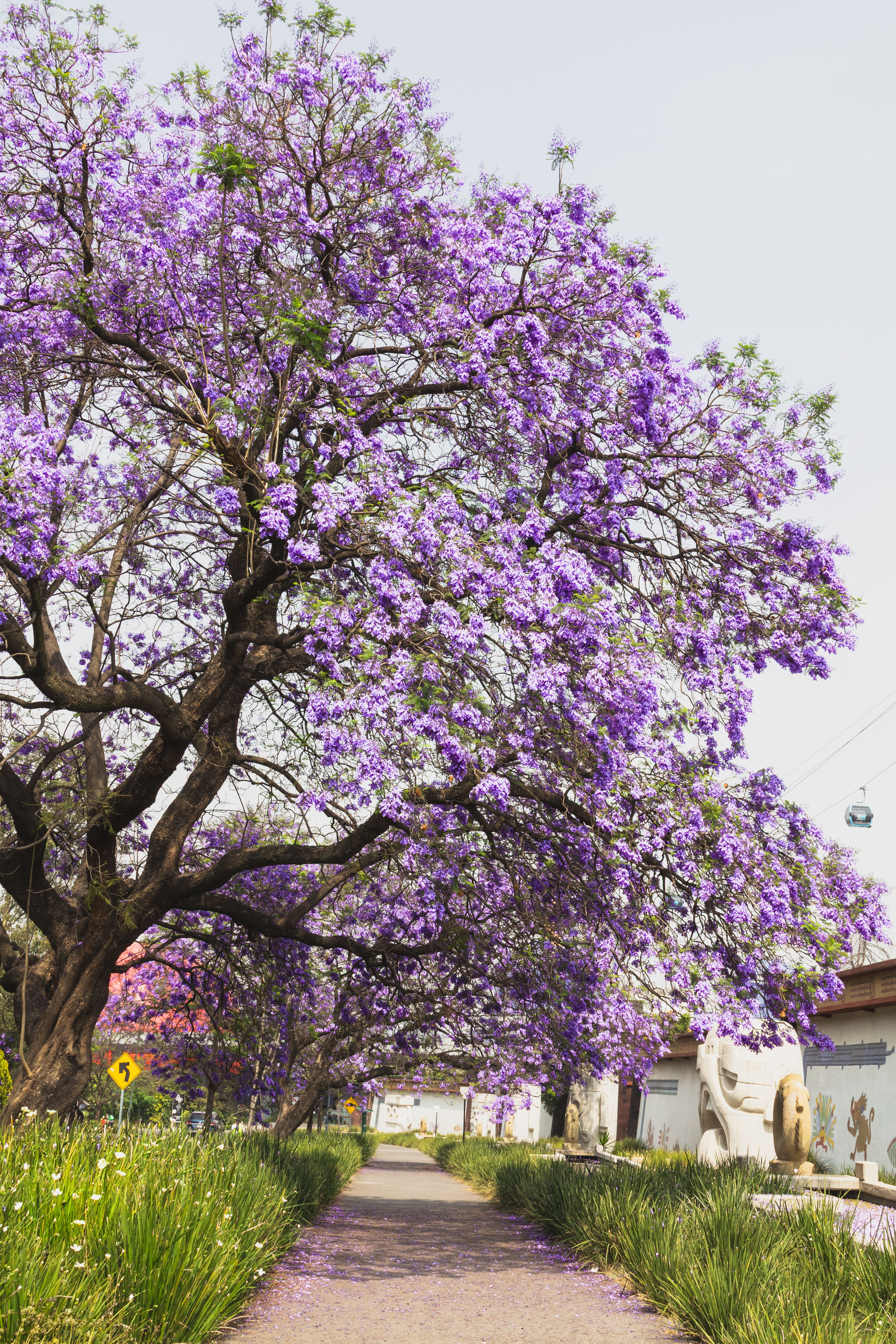 Blooming Jacaranda Tree Over Pathway in Spring · Free Stock Photo