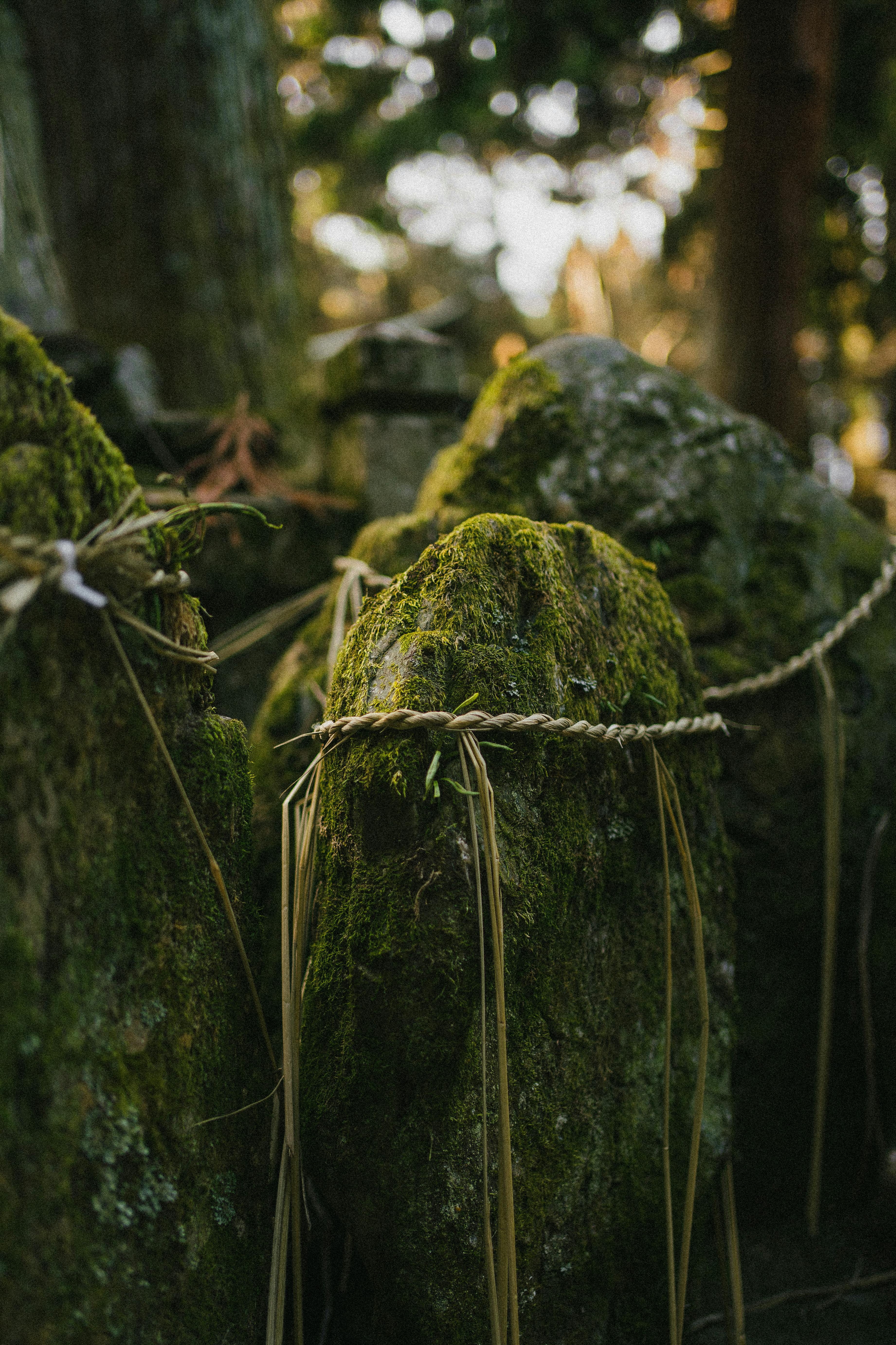 Moss-Covered Stones in Tranquil Forest Setting · Free Stock Photo