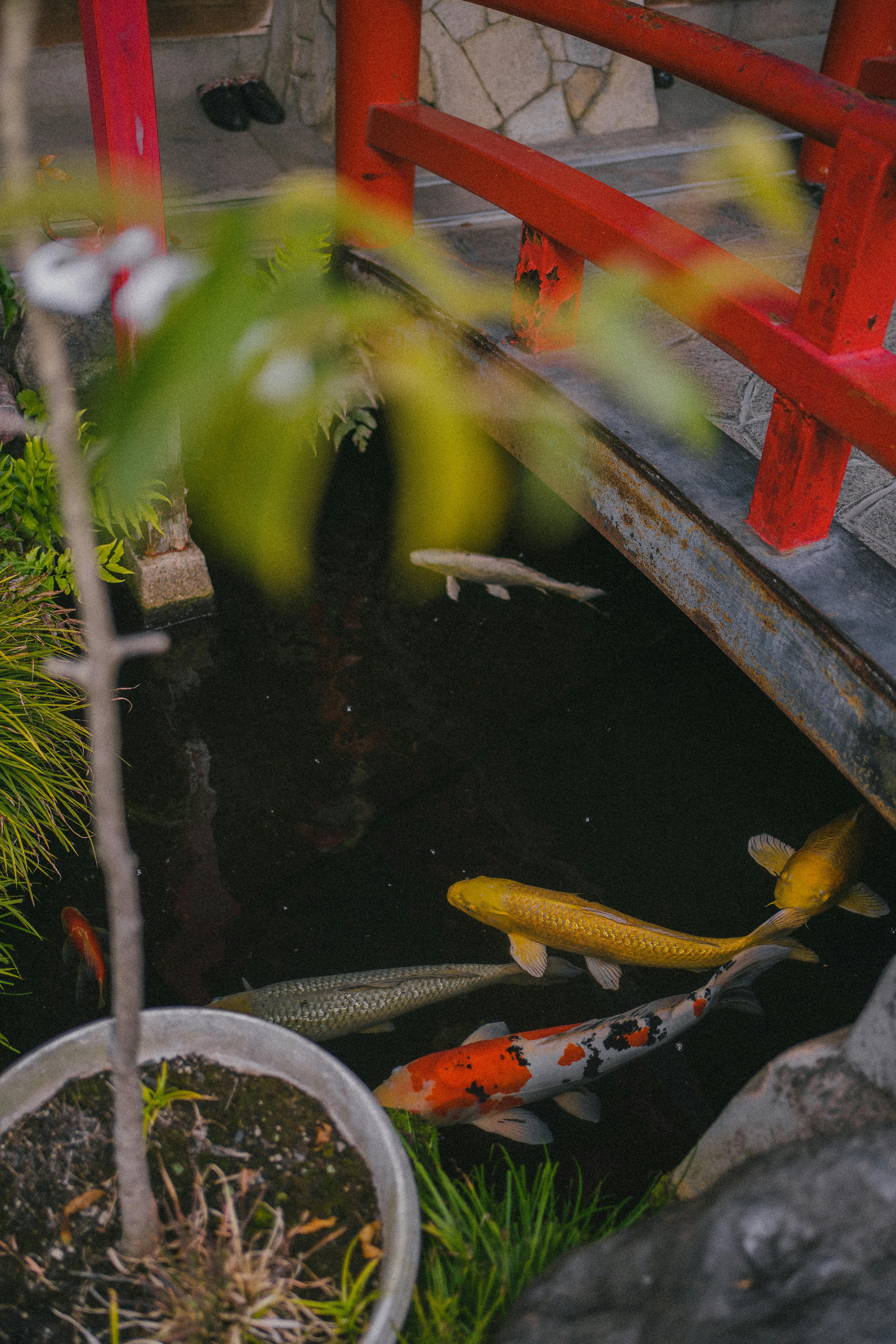 Koi Fish Photos, Download The BEST Free Koi Fish Stock Photos & HD Images