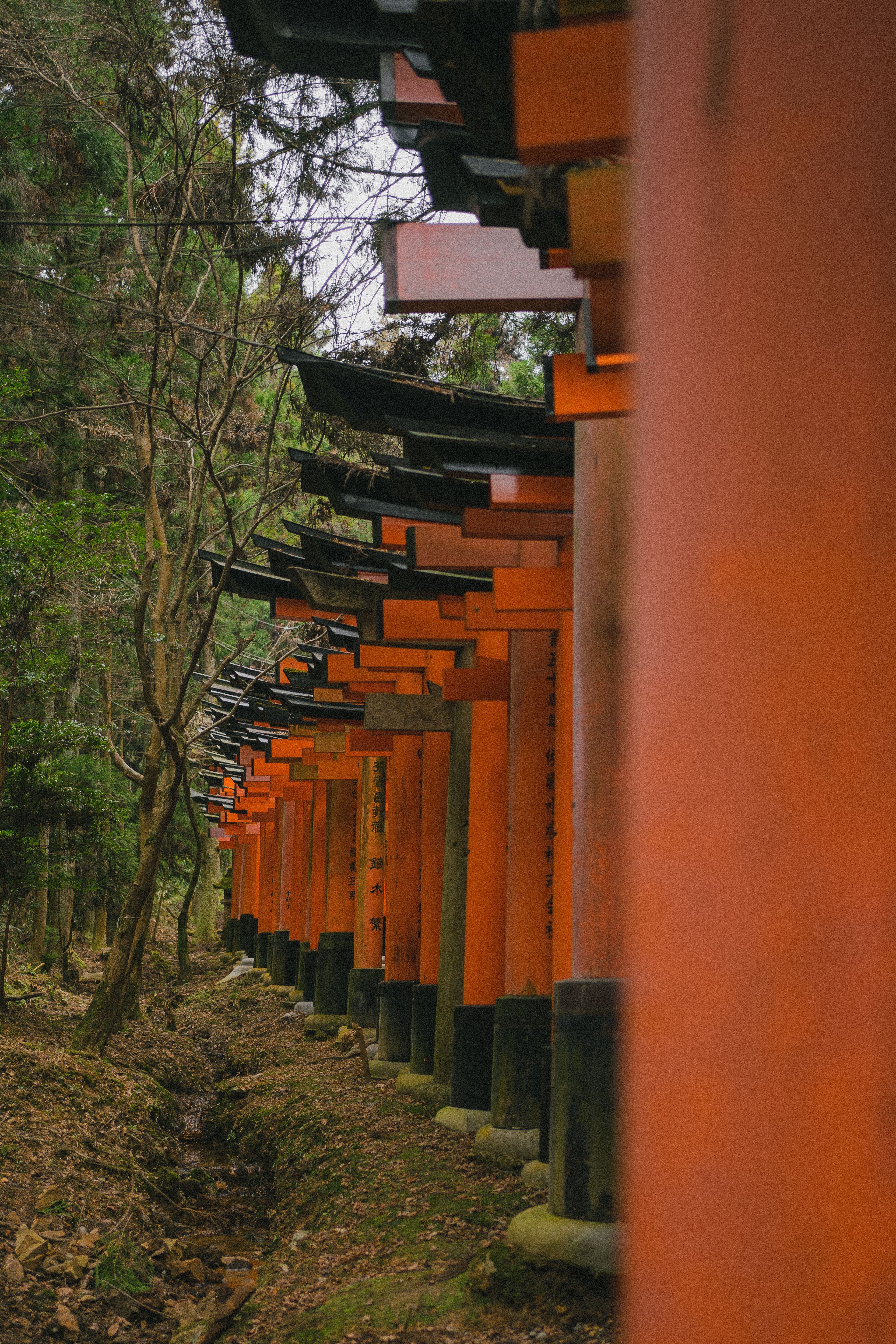 Vibrant Orange Torii Gates in Japanese Forest · Free Stock Photo