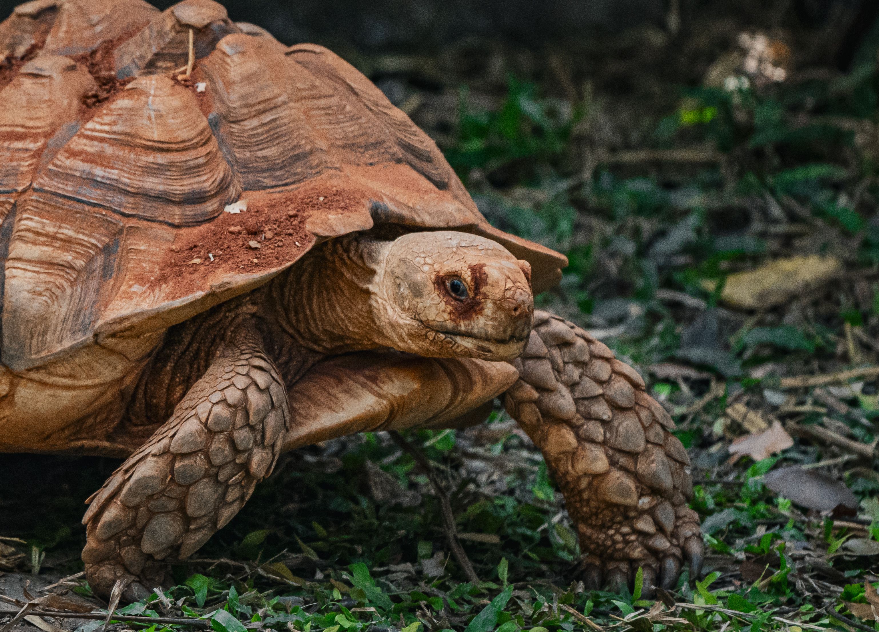 Foto De Tortuga · Foto de stock gratuita