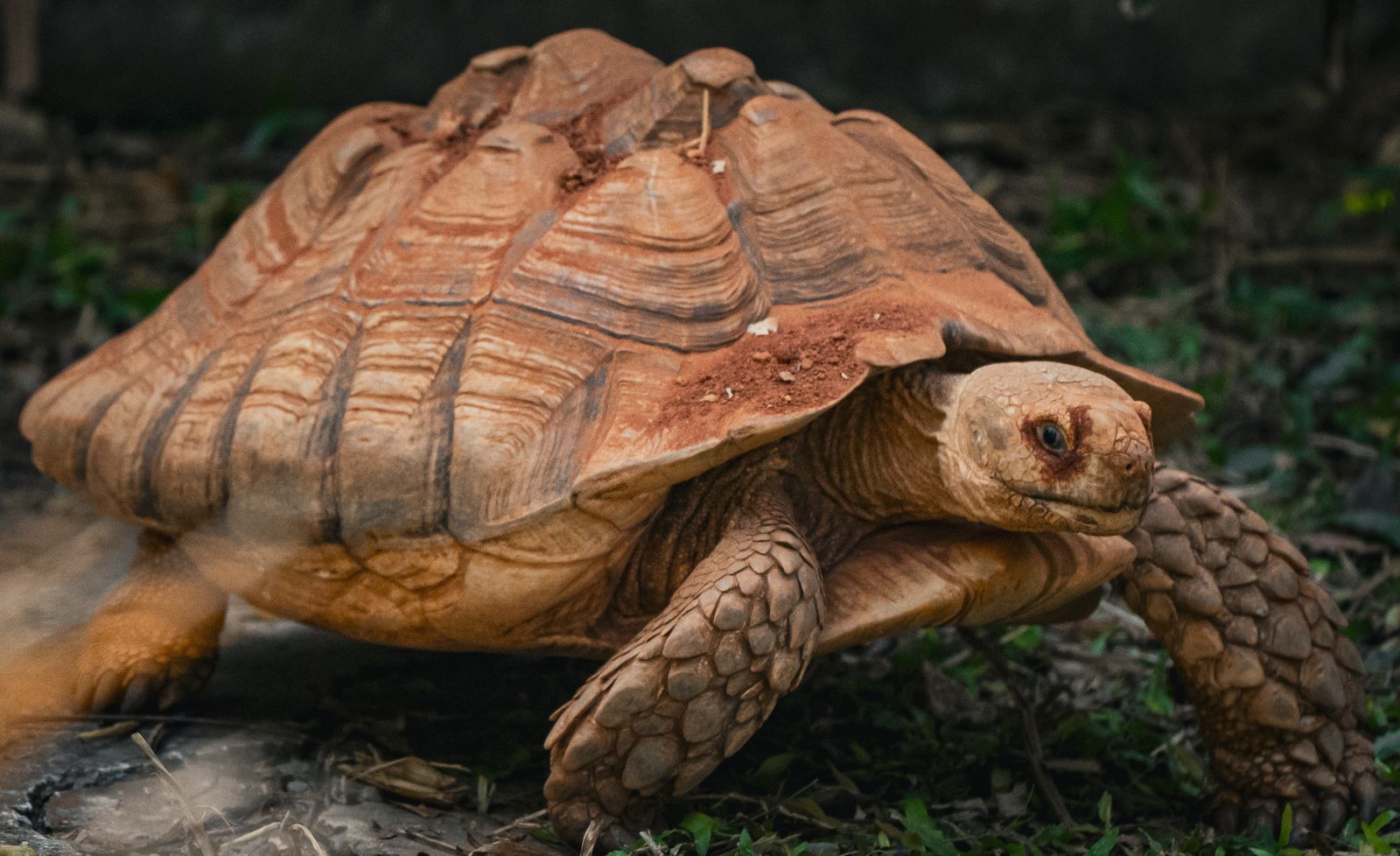 Free Animal Pictures Photos, Download The BEST Free Free Animal ...