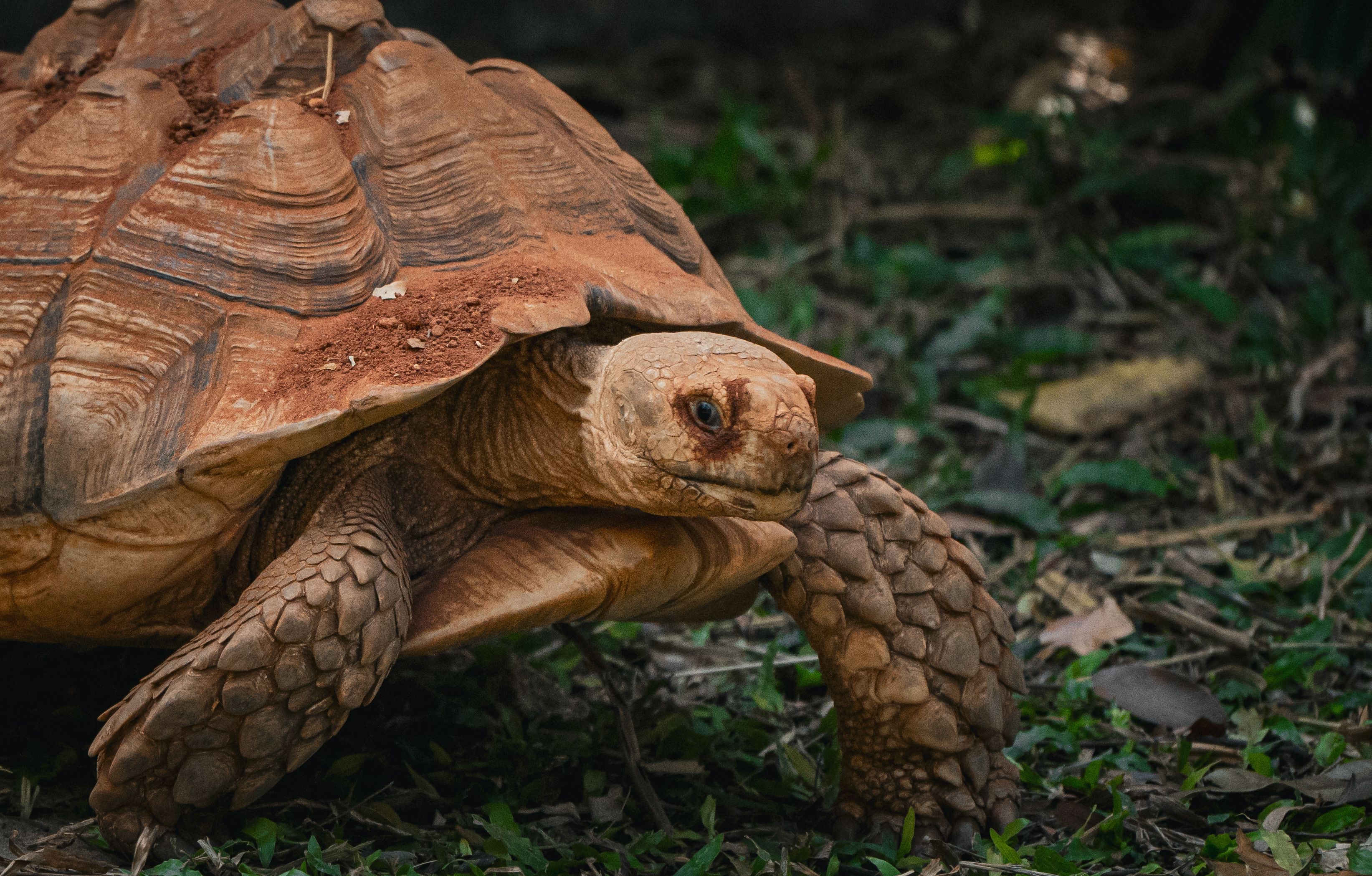 Brown Tortoise on Wet Surface · Free Stock Photo
