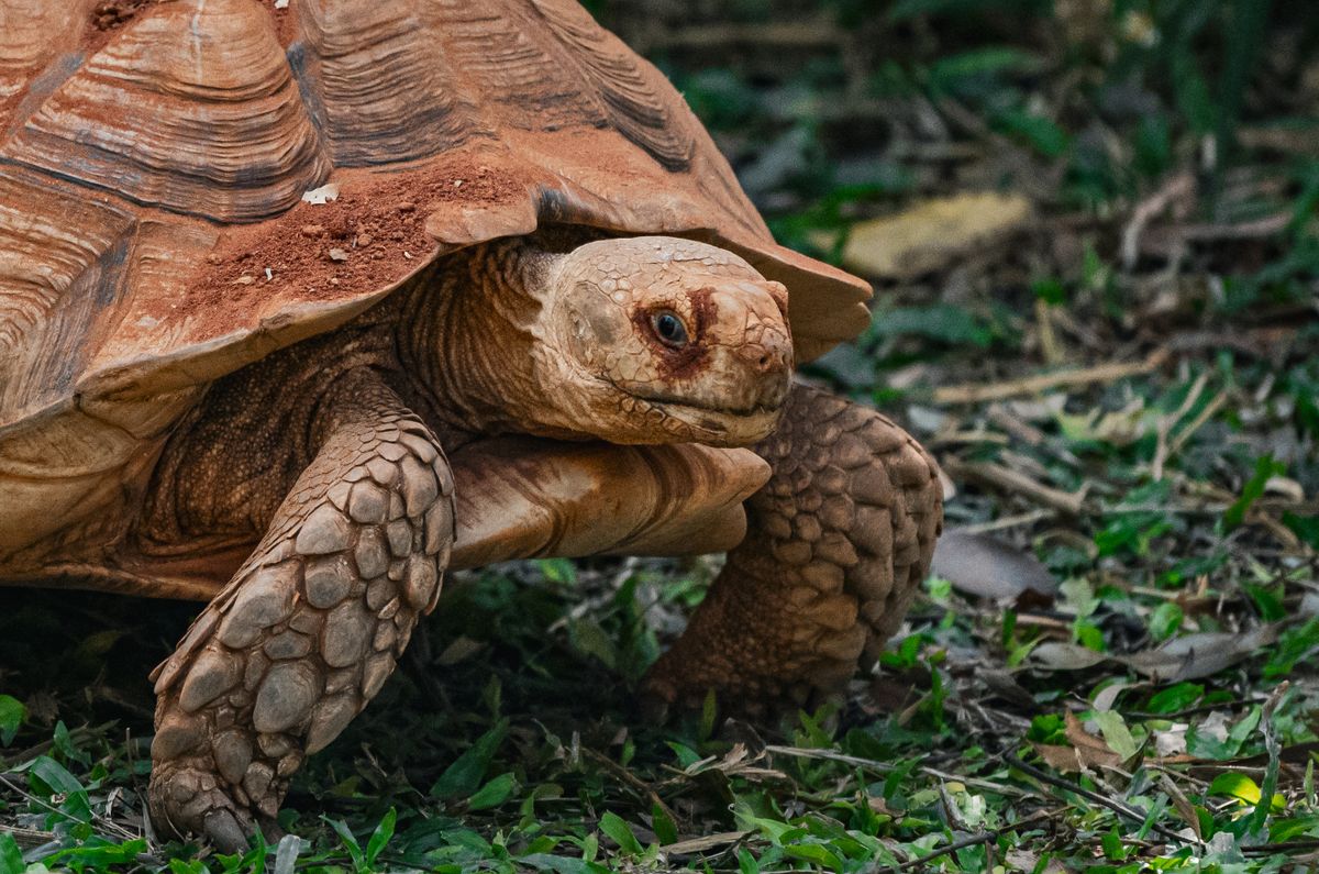 Tortoise Images Photos, Download The BEST Free Tortoise Images Stock ...