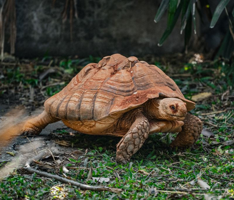 Tortoise Images Photos, Download The BEST Free Tortoise Images Stock ...