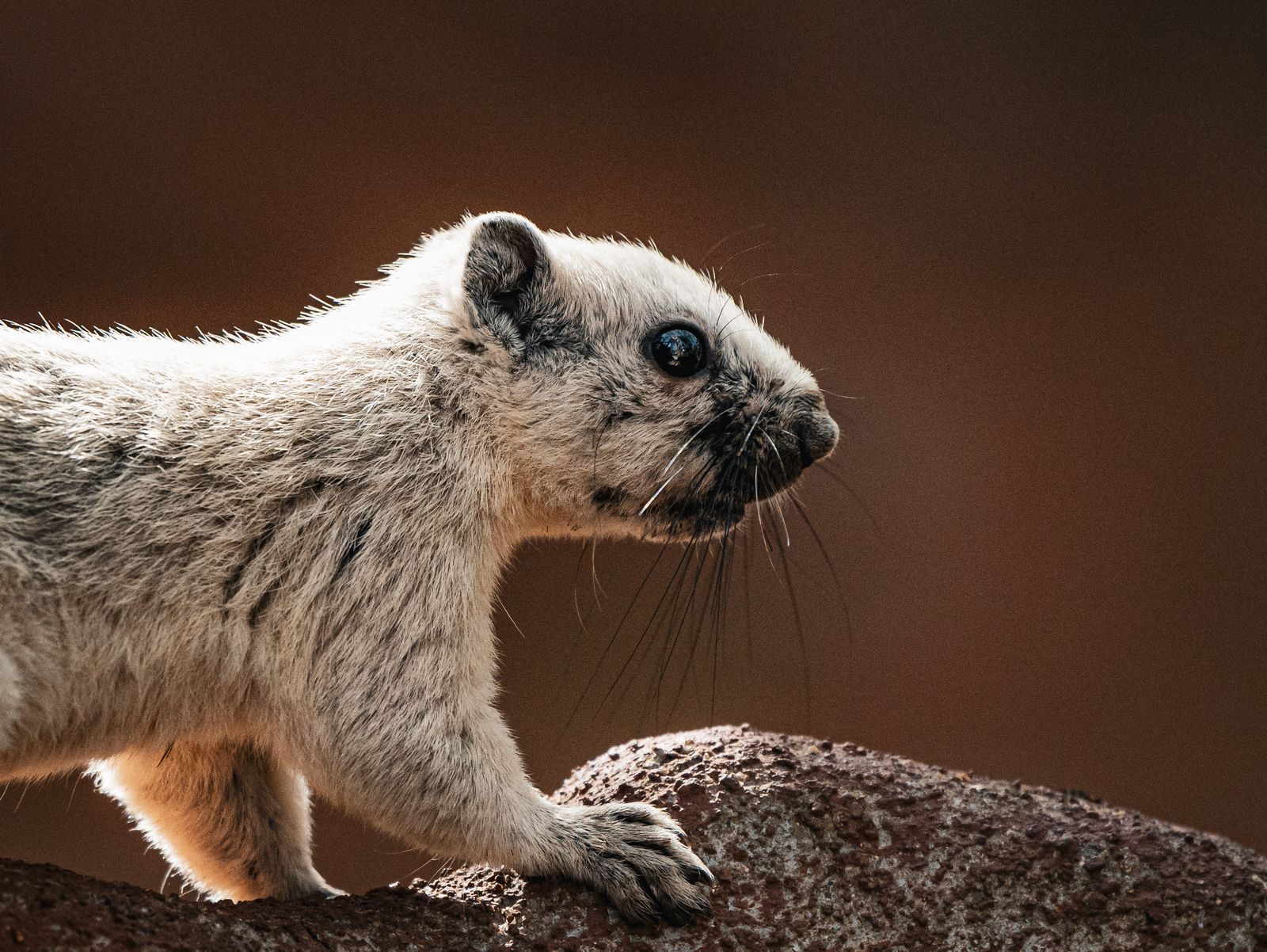 Free Animal Pictures Photos, Download The BEST Free Free Animal ...