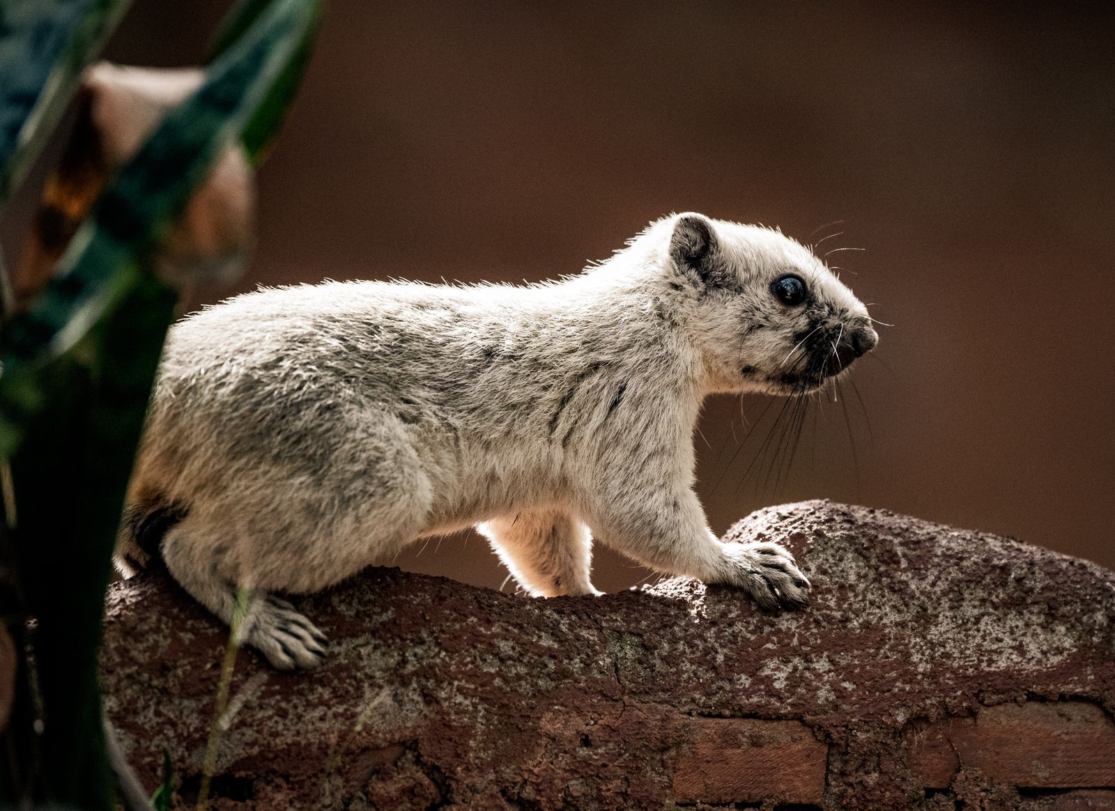 Free Animal Pictures Photos, Download The BEST Free Free Animal ...