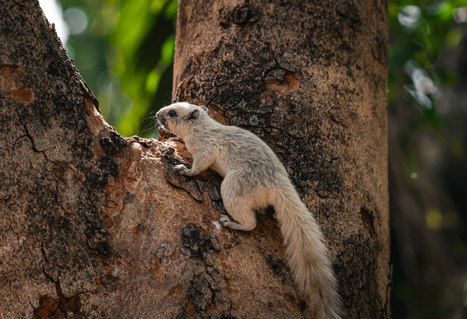 Free Animal Pictures Photos, Download The BEST Free Free Animal ...