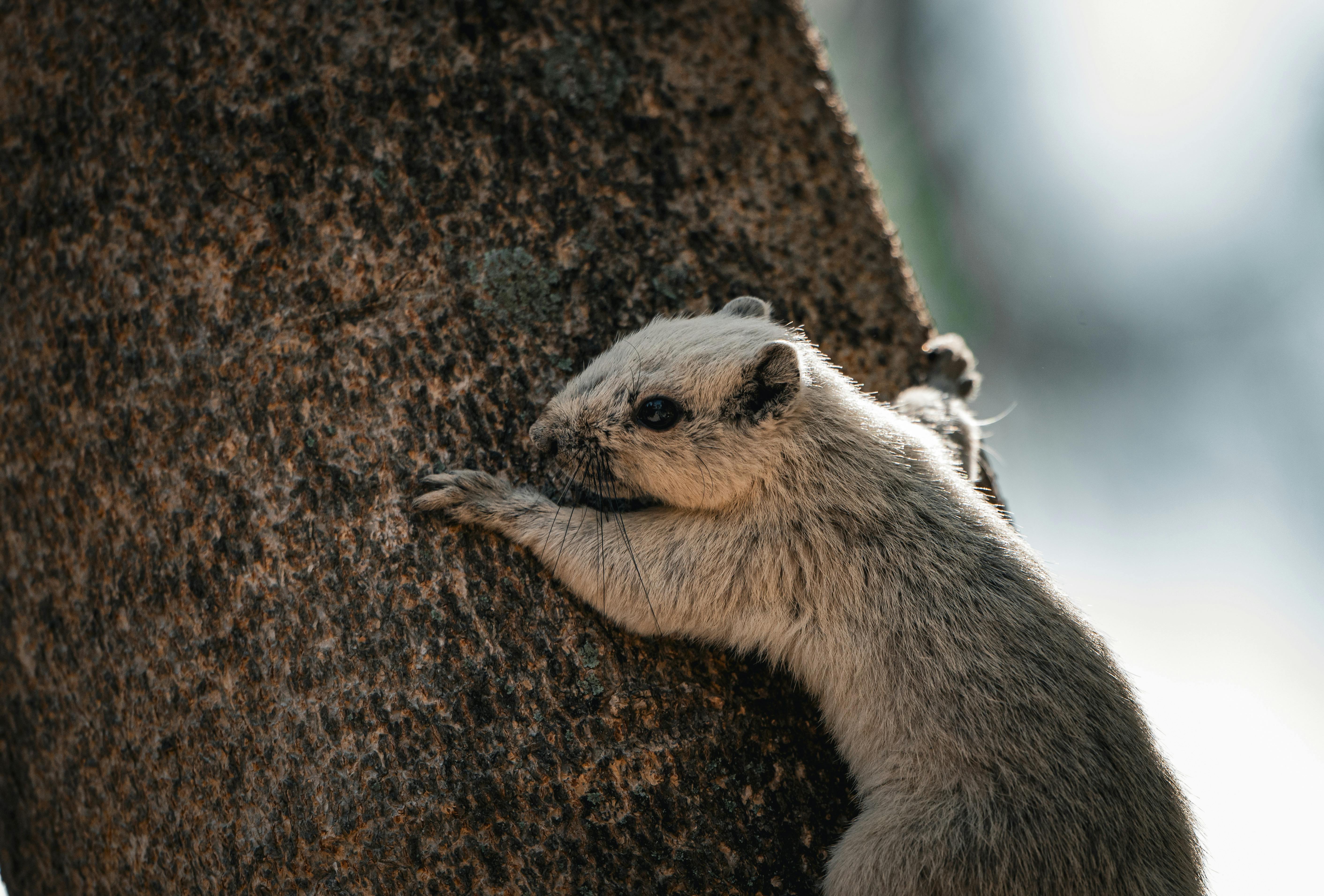 30,000+张最精彩的“Picture Of The Limbic System”图片 · 100%免费下载 · Pexels素材图片